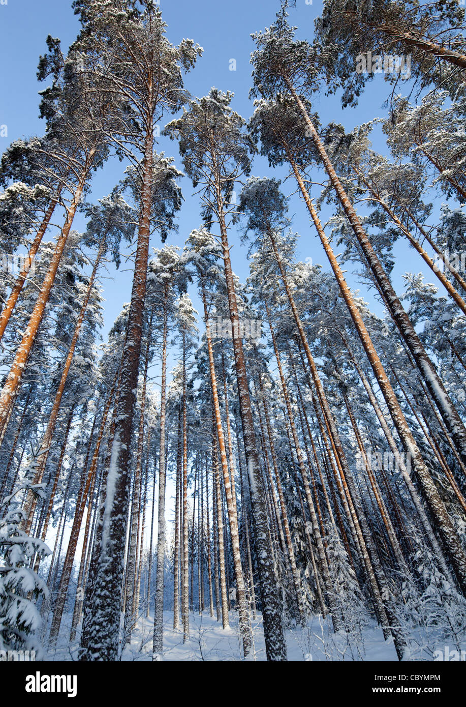 Scots pine canopy hi-res stock photography and images - Alamy