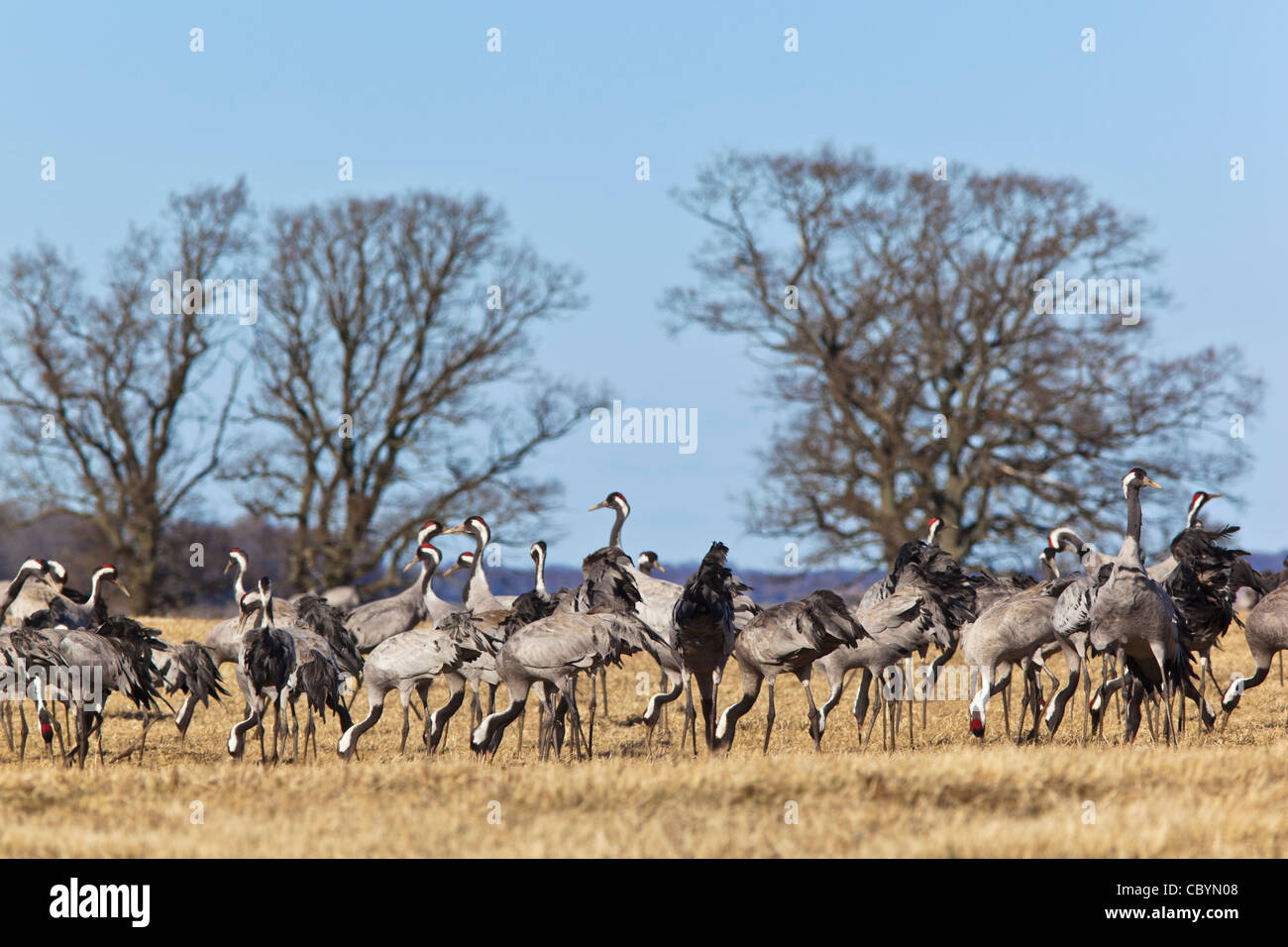 Common Cranes dancing and grazing on field at Hornborgasjon in sweden ...