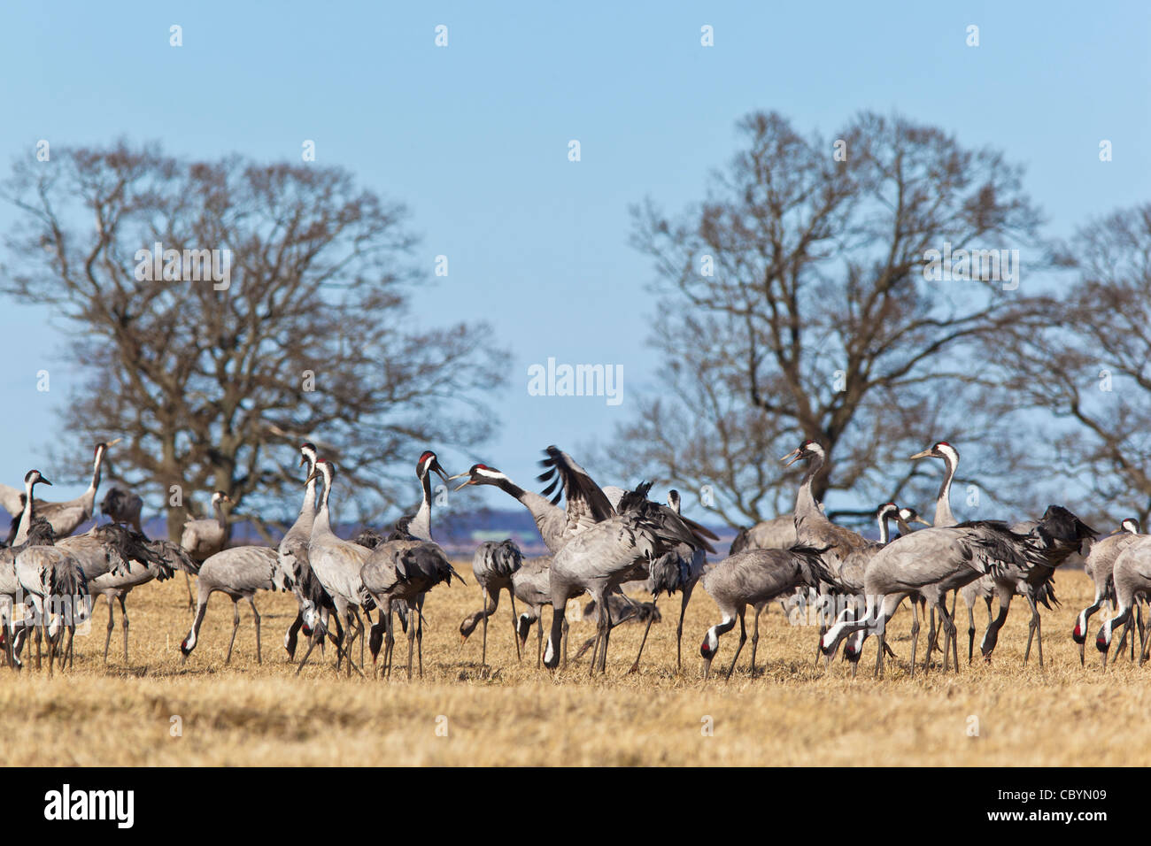 Common Cranes dancing and grazing on field at Hornborgasjon in sweden ...