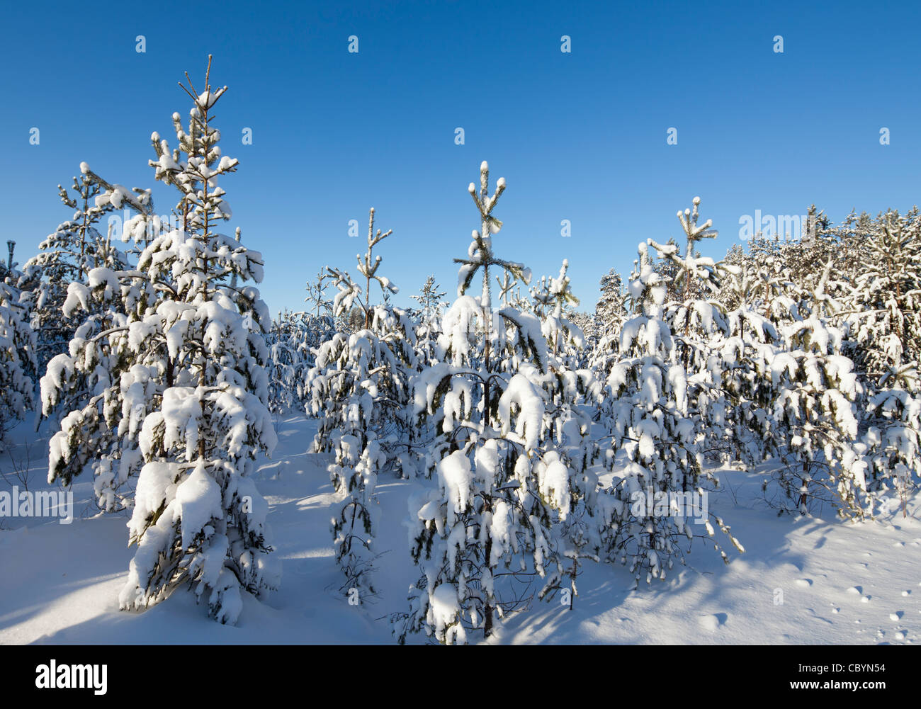 Young pine ( pinus sylvestris ) saplings at taiga forest at Winter ...