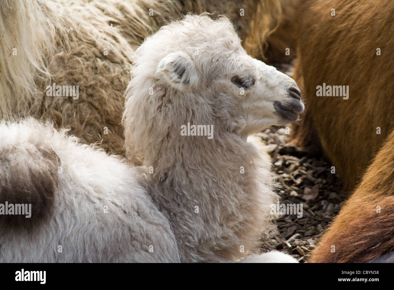 Cute baby camel hi-res stock photography and images - Alamy