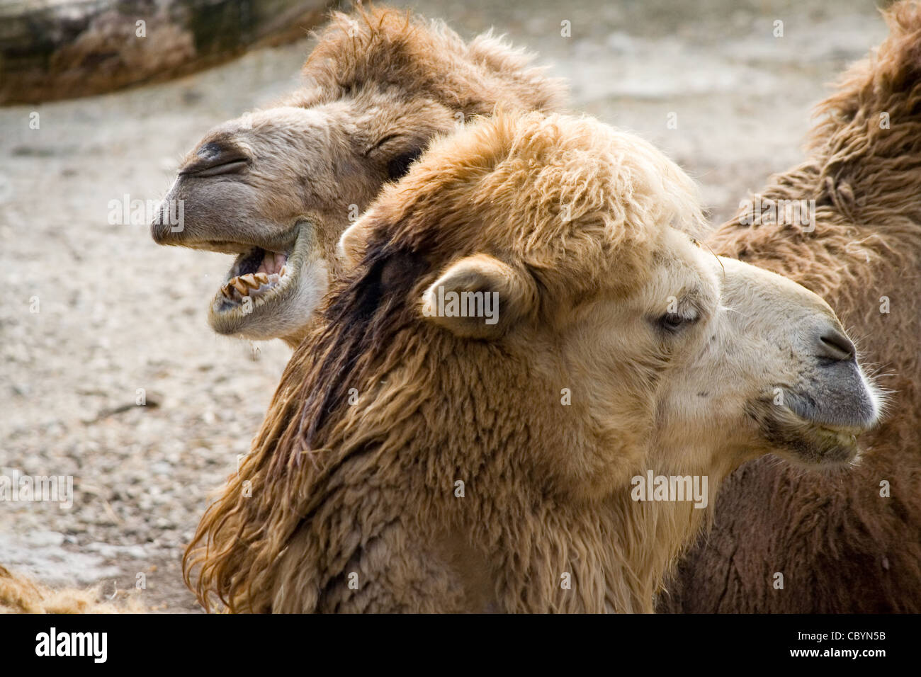 Heads of two camels Stock Photo - Alamy