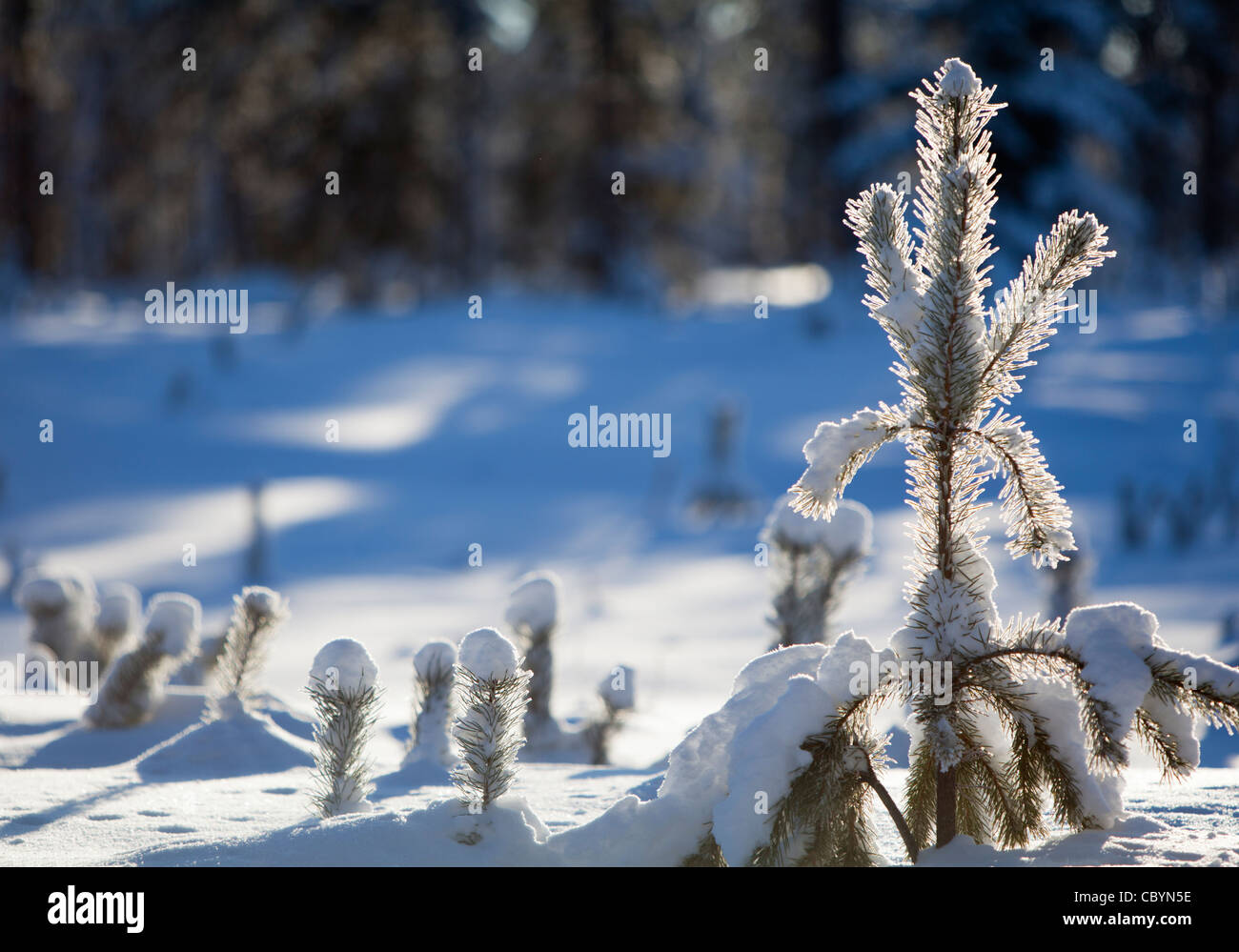 Young pine ( pinus sylvestris ) saplings at forest at Winter , Finland ...