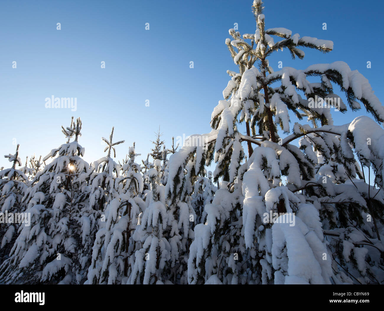 Young pine ( pinus sylvestris ) saplings at taiga forest at Winter ...