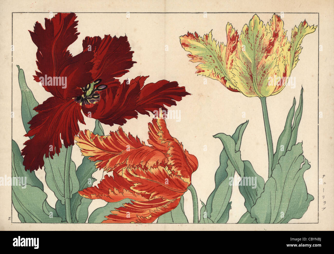 Tulips, Tulipa gesneriana broken varieties Stock Photo - Alamy