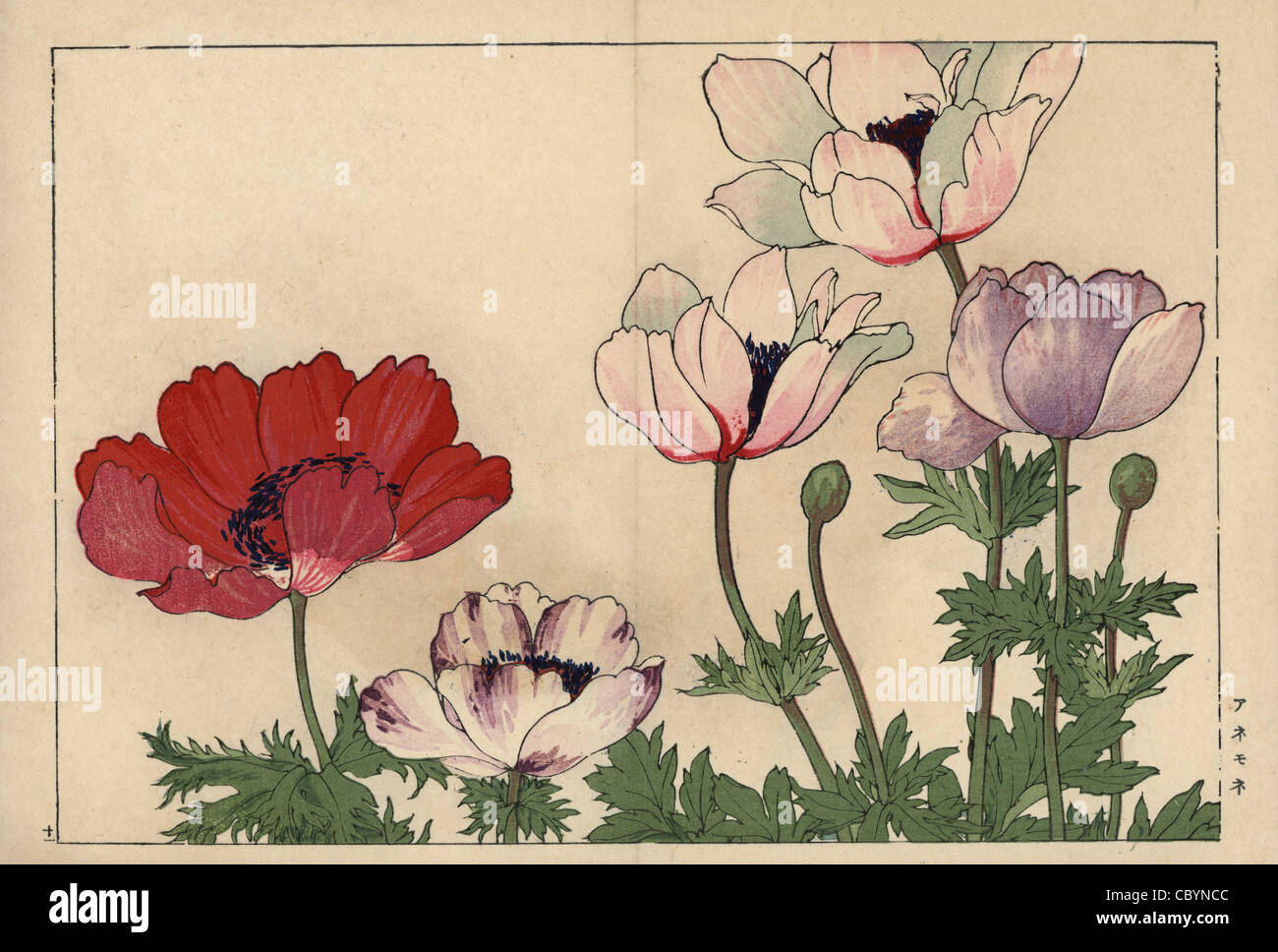 Japanese anemone varieties hi-res stock photography and images - Alamy