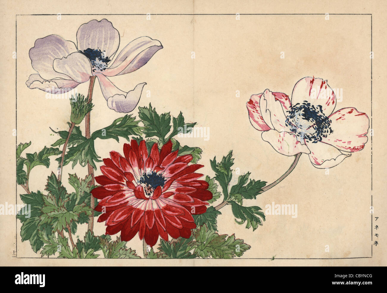 Japanese anemone varieties hi-res stock photography and images - Alamy