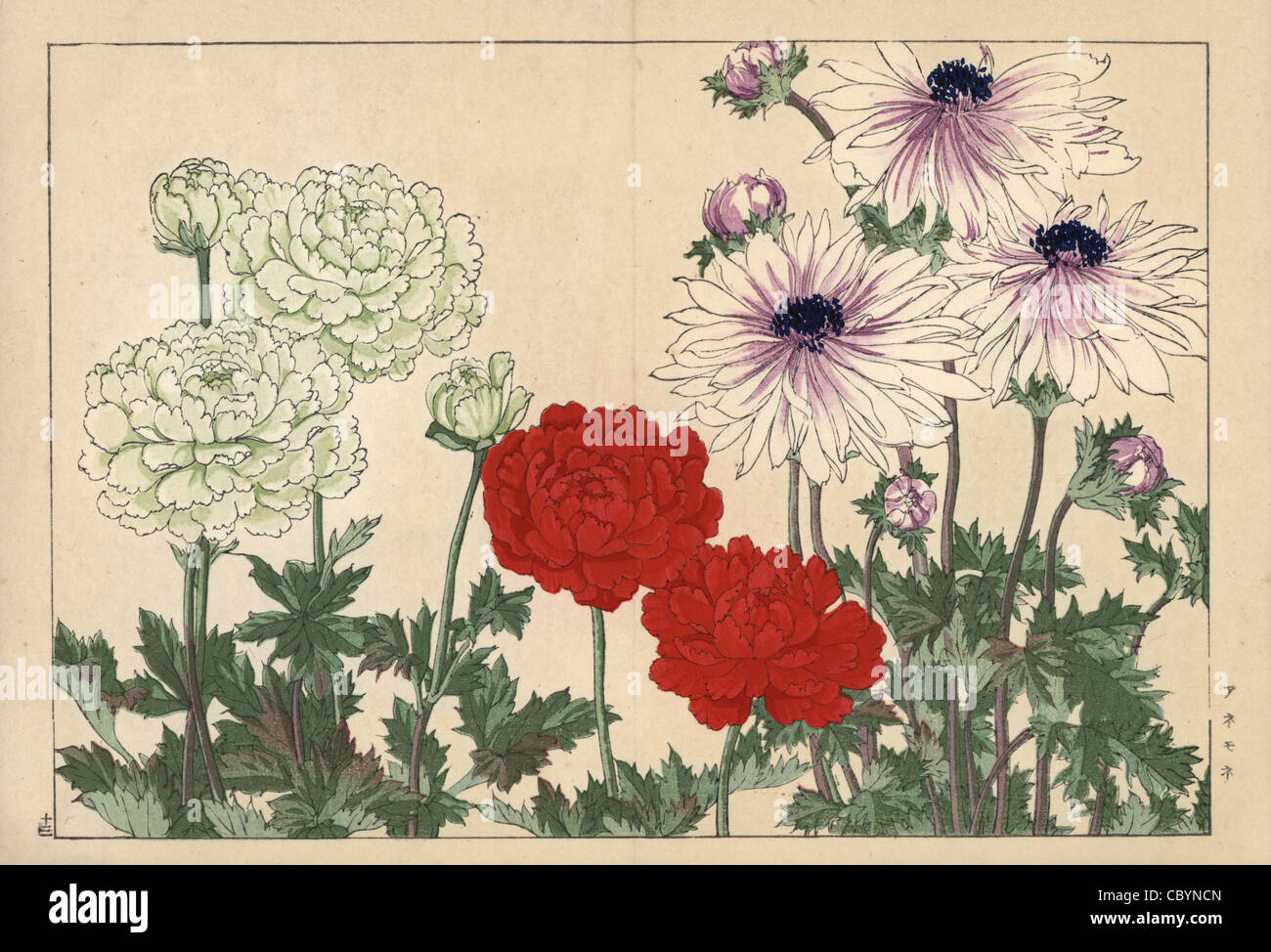 Japanese anemone flower illustration hi-res stock photography and ...