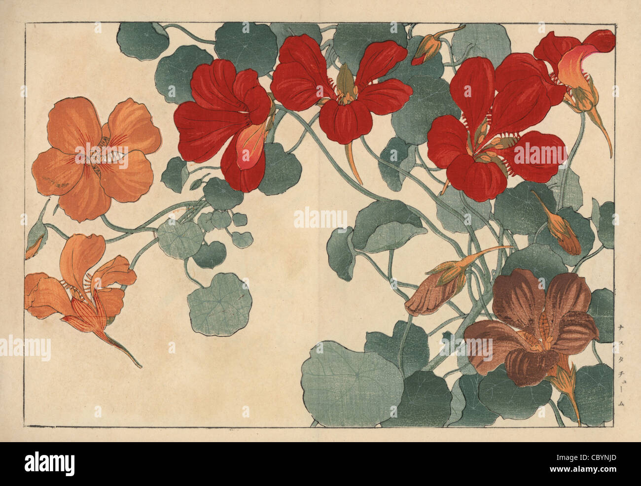 Tropaeolum majus illustration hi-res stock photography and images - Alamy