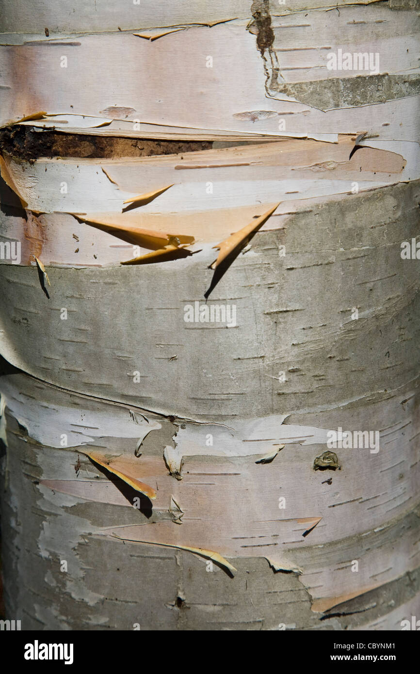Birch bark on trees in the White Mountains around Pinkham Notch, New ...