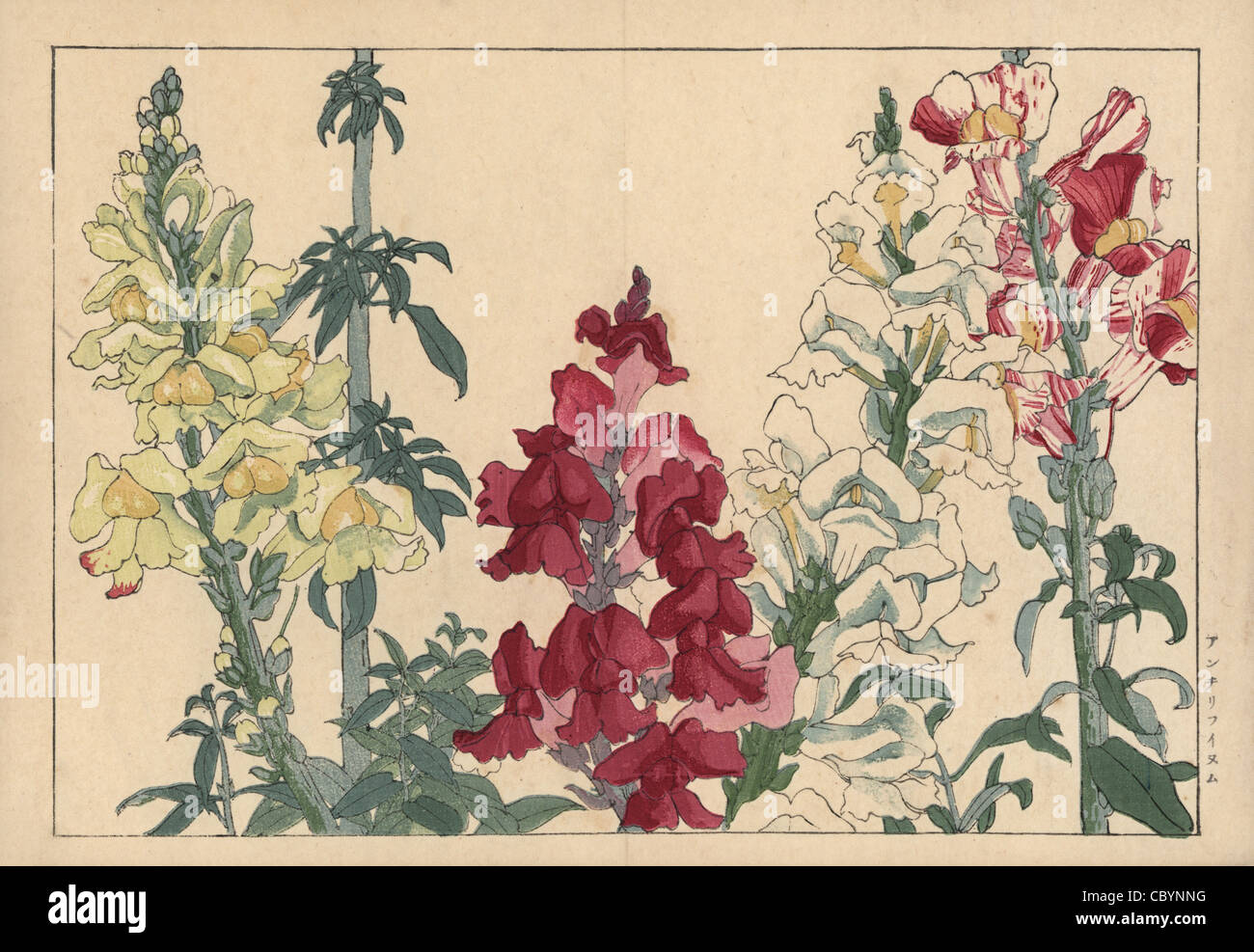 Snapdragon varieties, Antirrhinum majus Stock Photo - Alamy