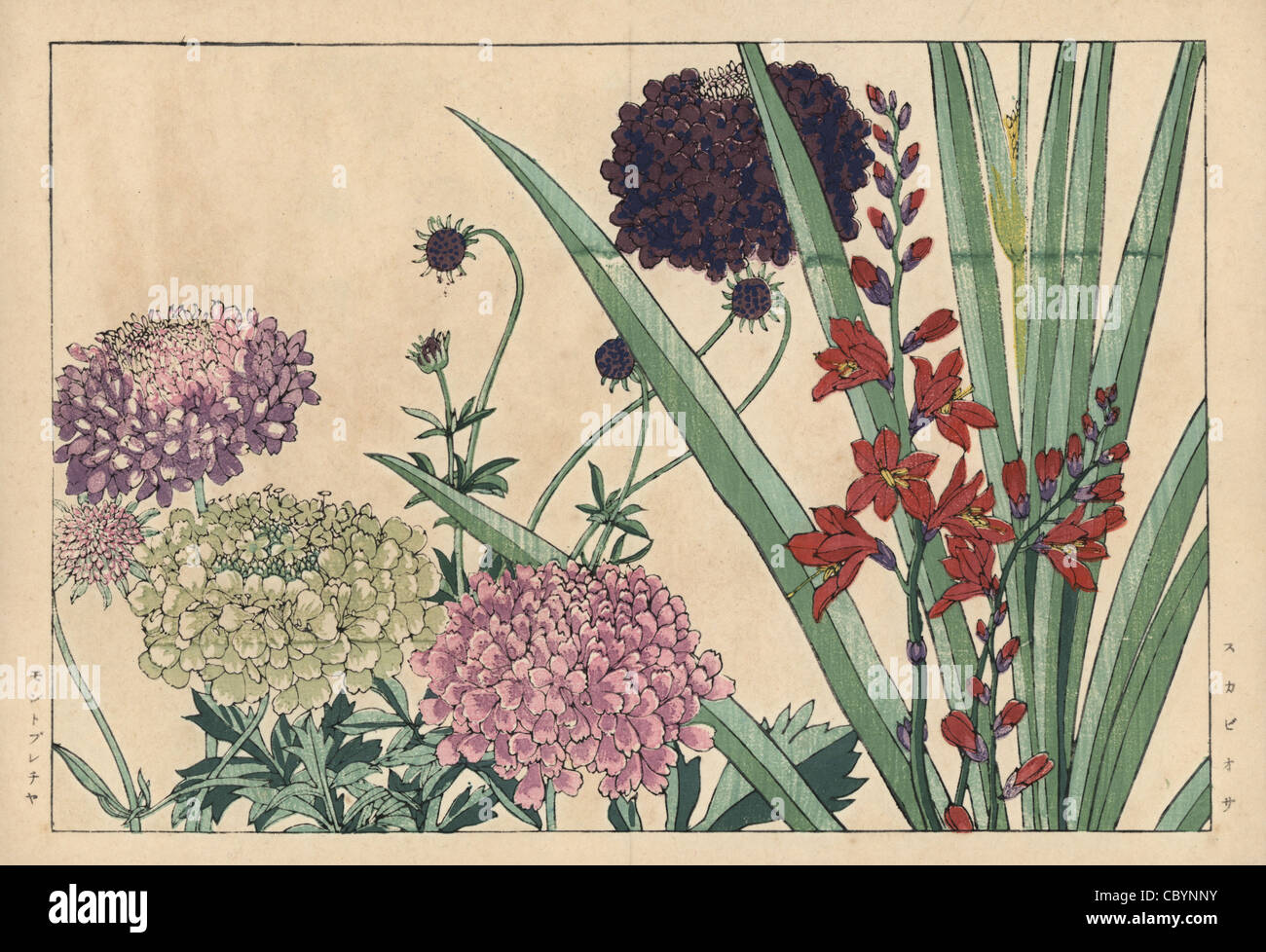 Small scabious, Scabiosa columbaria, mourning bride, Scabiosa ...