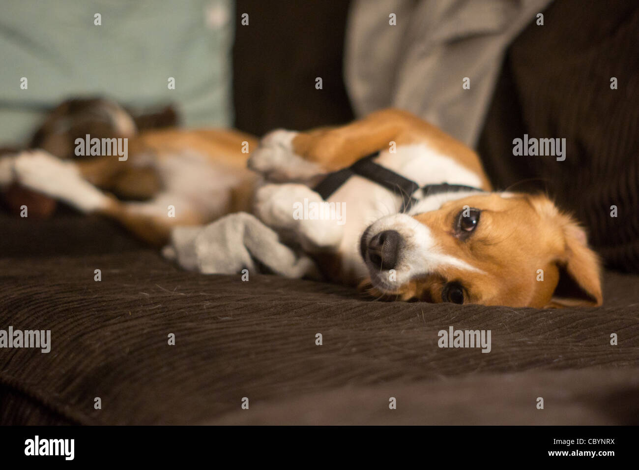 Beagle relaxing on furniture Stock Photo - Alamy