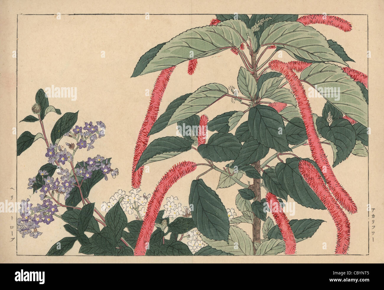 Chenille plant, Acalypha hispida, and garden heliotrope, Heliotropium ...