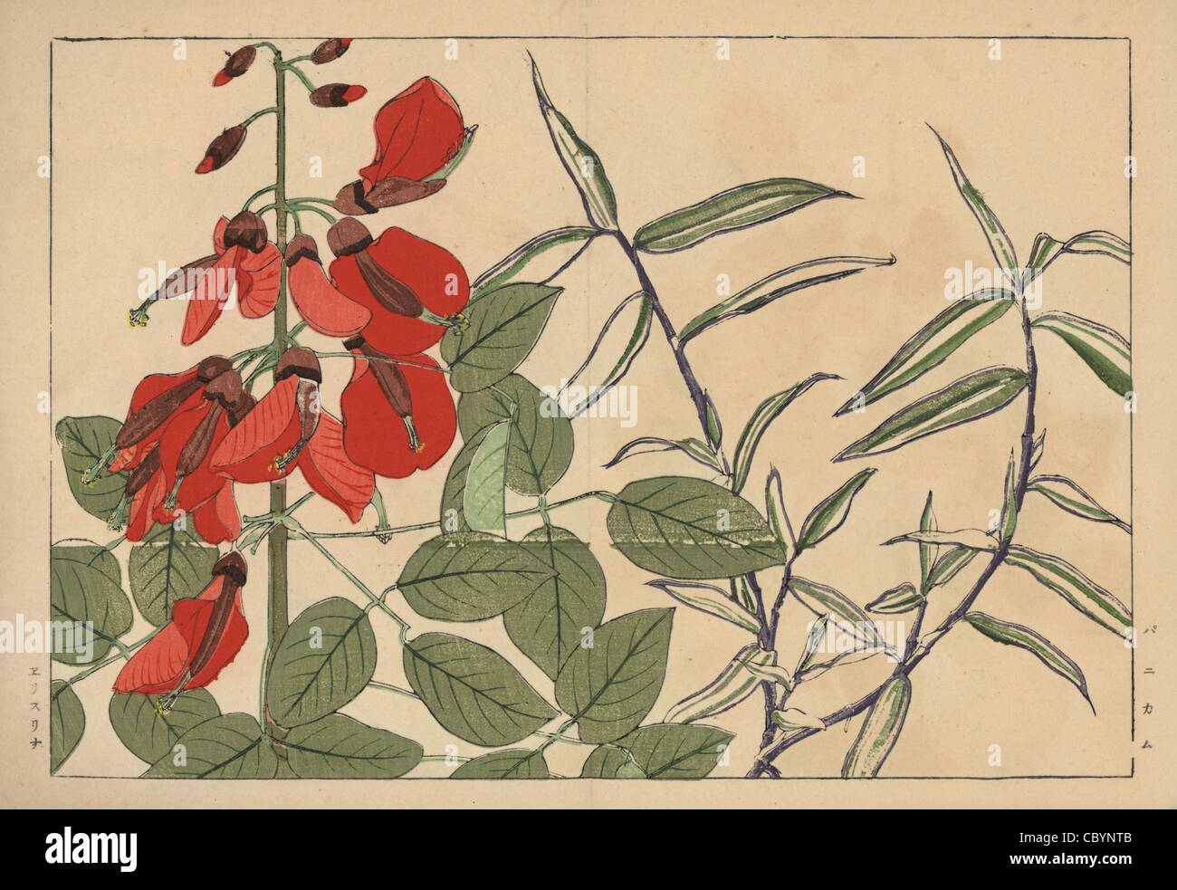 Panicum maximum hi-res stock photography and images - Alamy