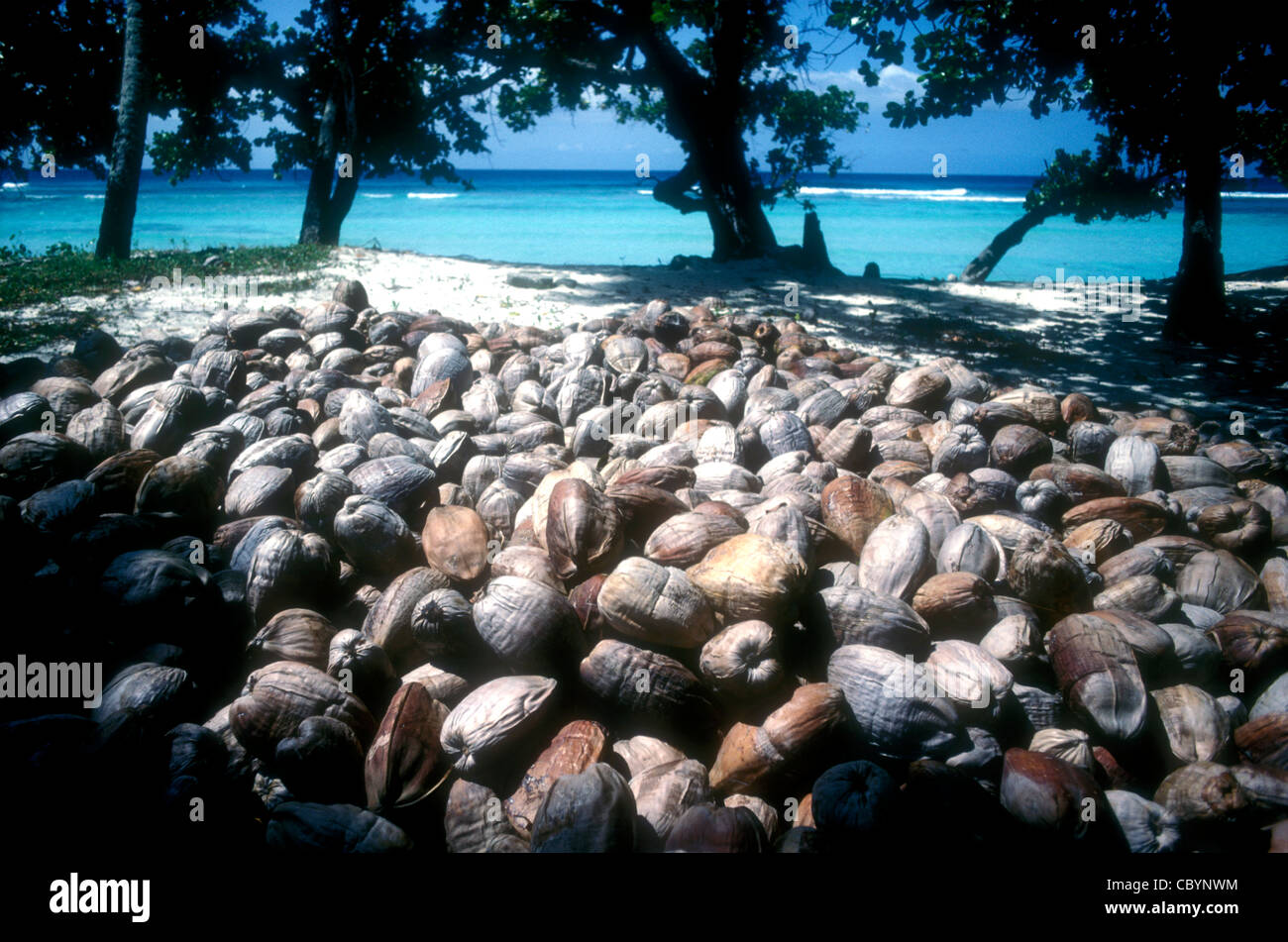 Fallen coconuts hi-res stock photography and images - Alamy
