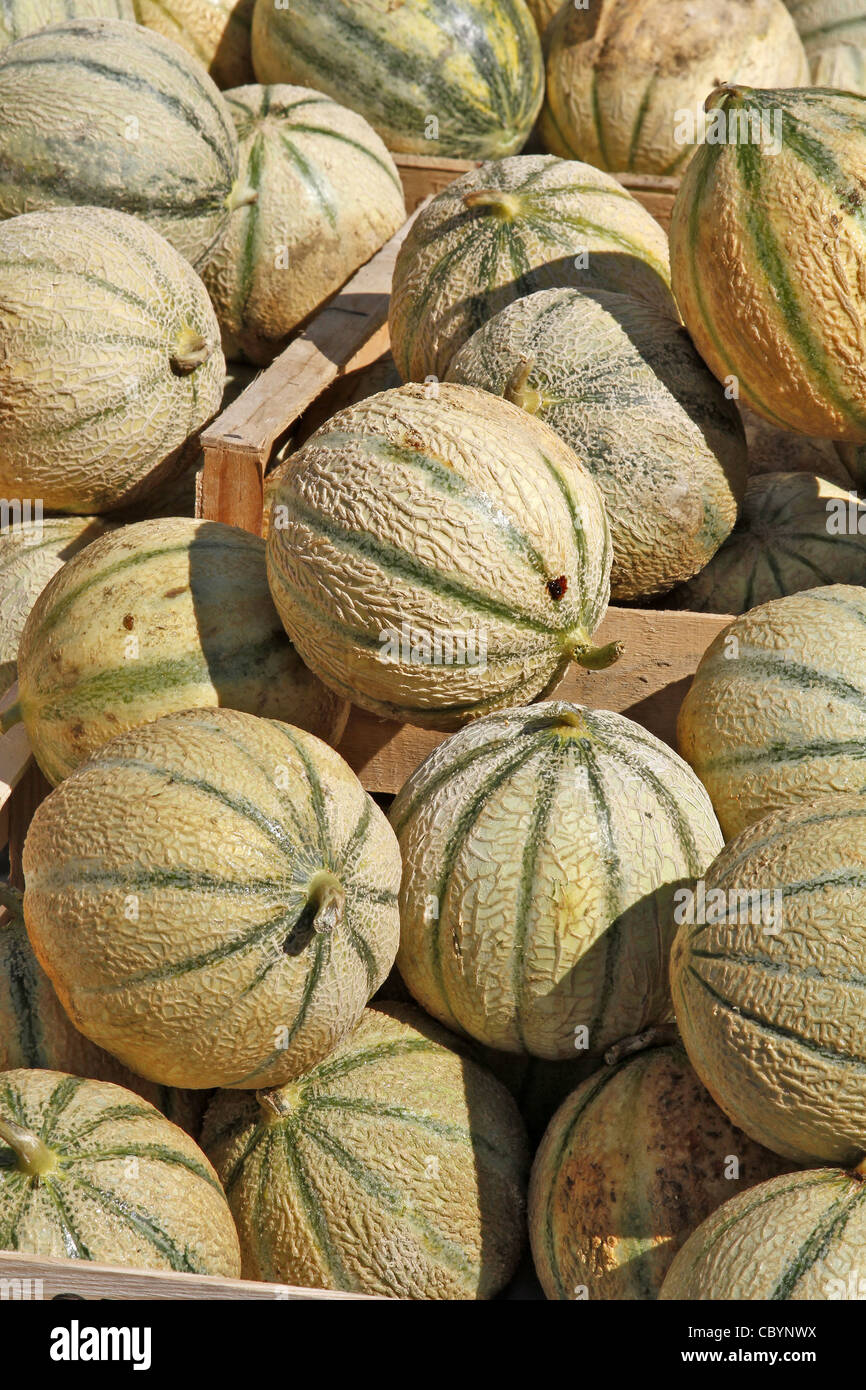 CRATES OF MELONS FROM LECTOURE, GERS (32), MIDI-PYRENEES, FRANCE Stock ...