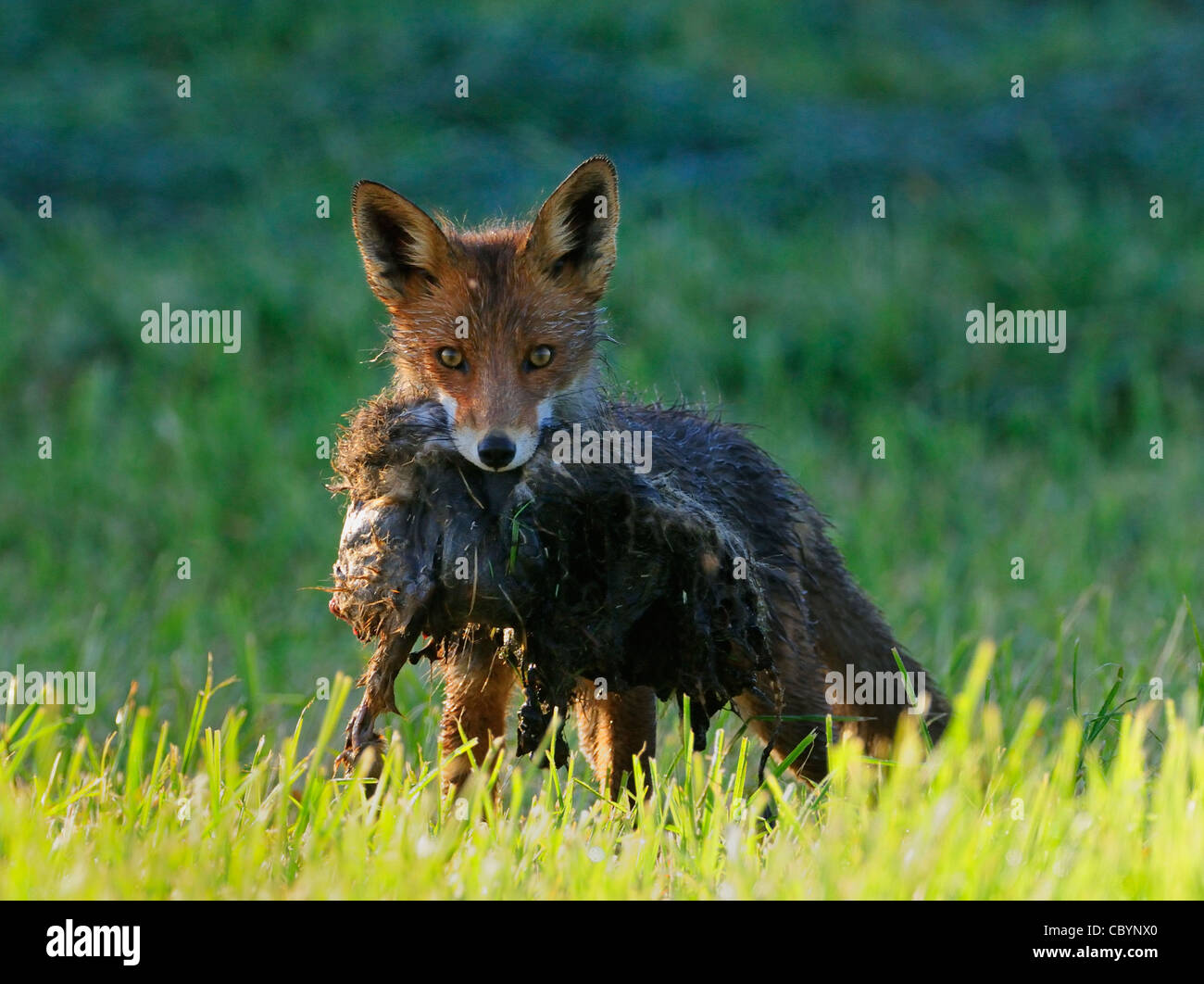 Fox (Vulpes v.) with a young wild boar Stock Photo - Alamy