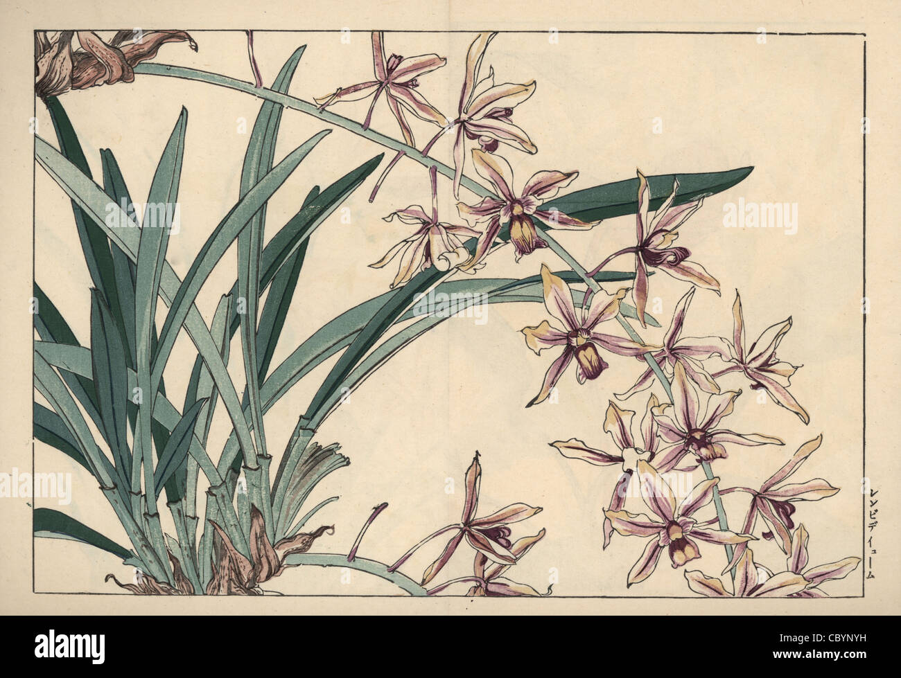 Phoenix orchid, Cymbidium dayanum Stock Photo - Alamy