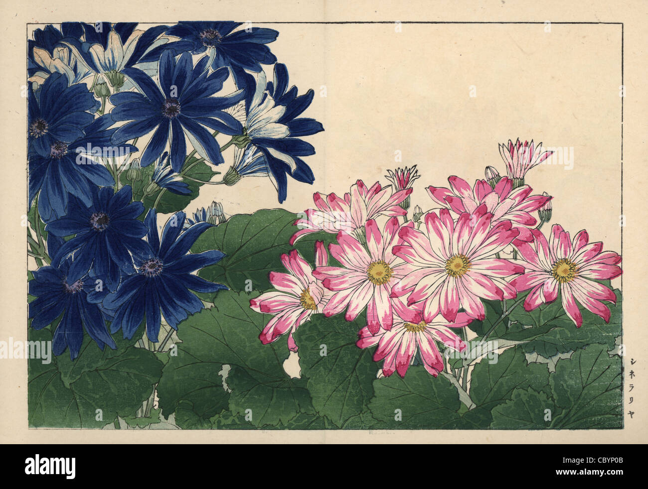 Florist's cineraria varieties, Pericallis x hybrida Stock Photo - Alamy