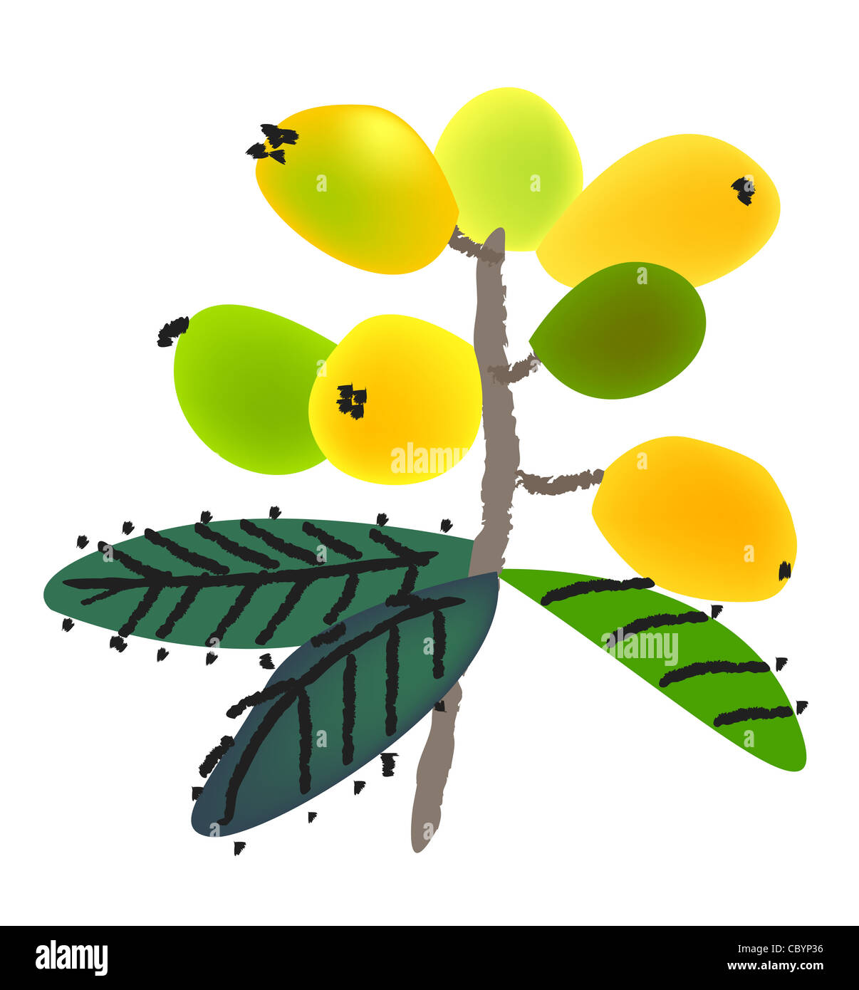 chinese style traditional painting - loquat, specially for Chinese new ...