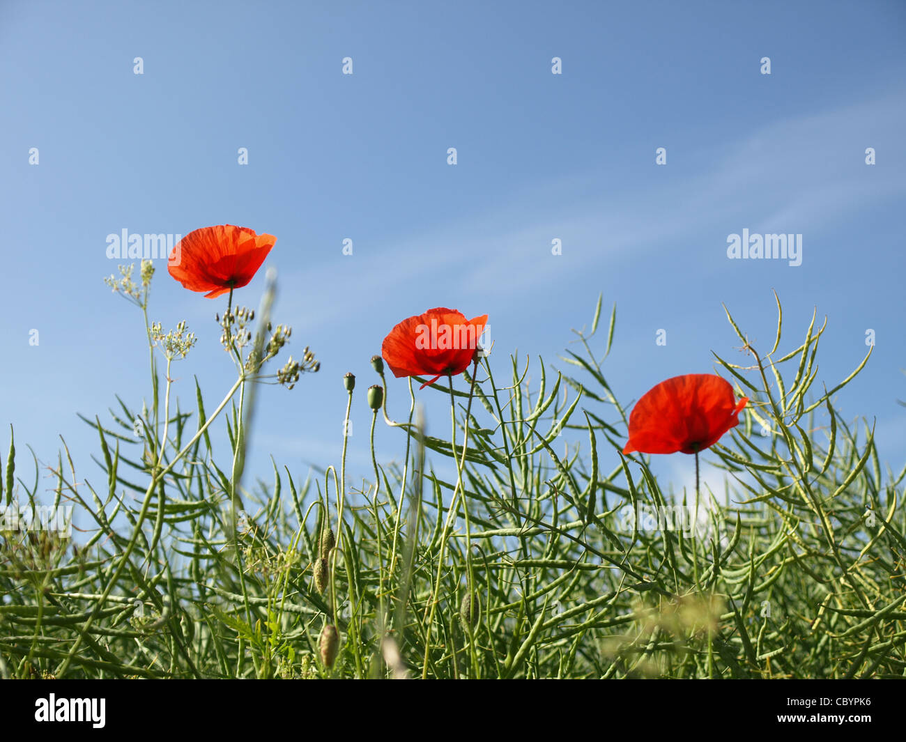 Three poppies on blue sky Stock Photo - Alamy