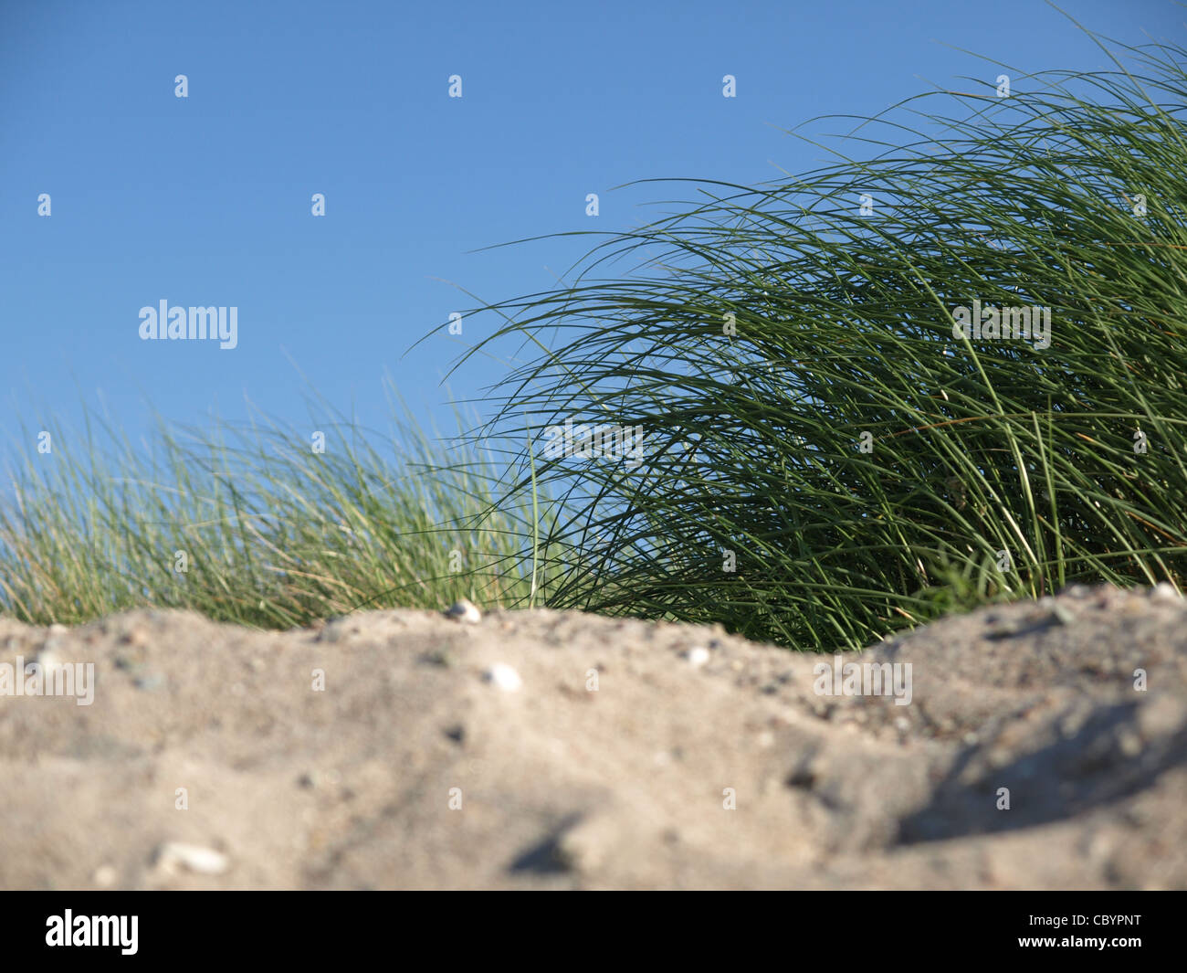 Dune grass on the beach Stock Photo - Alamy