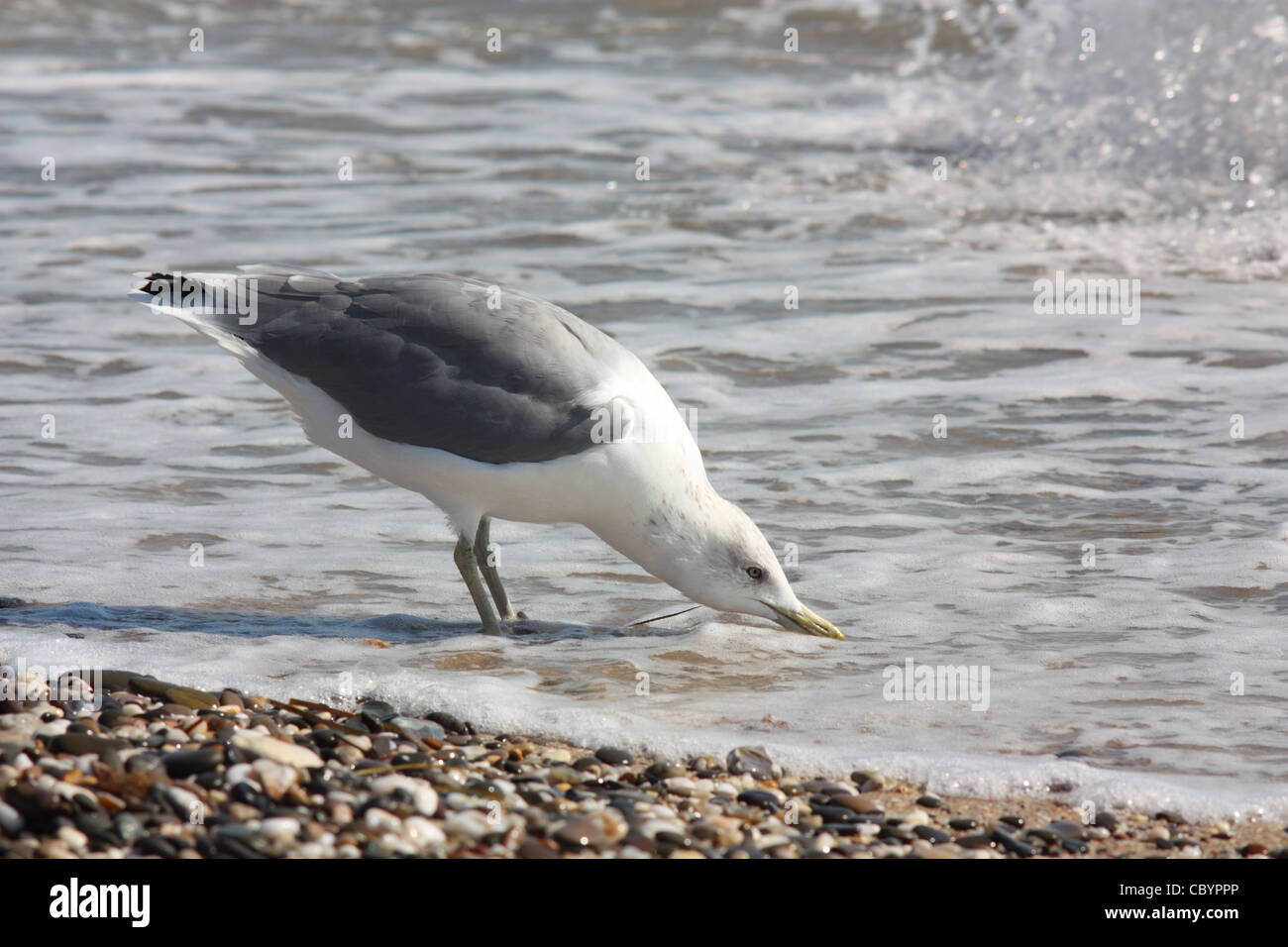 Seagull drinks sea water Stock Photo - Alamy