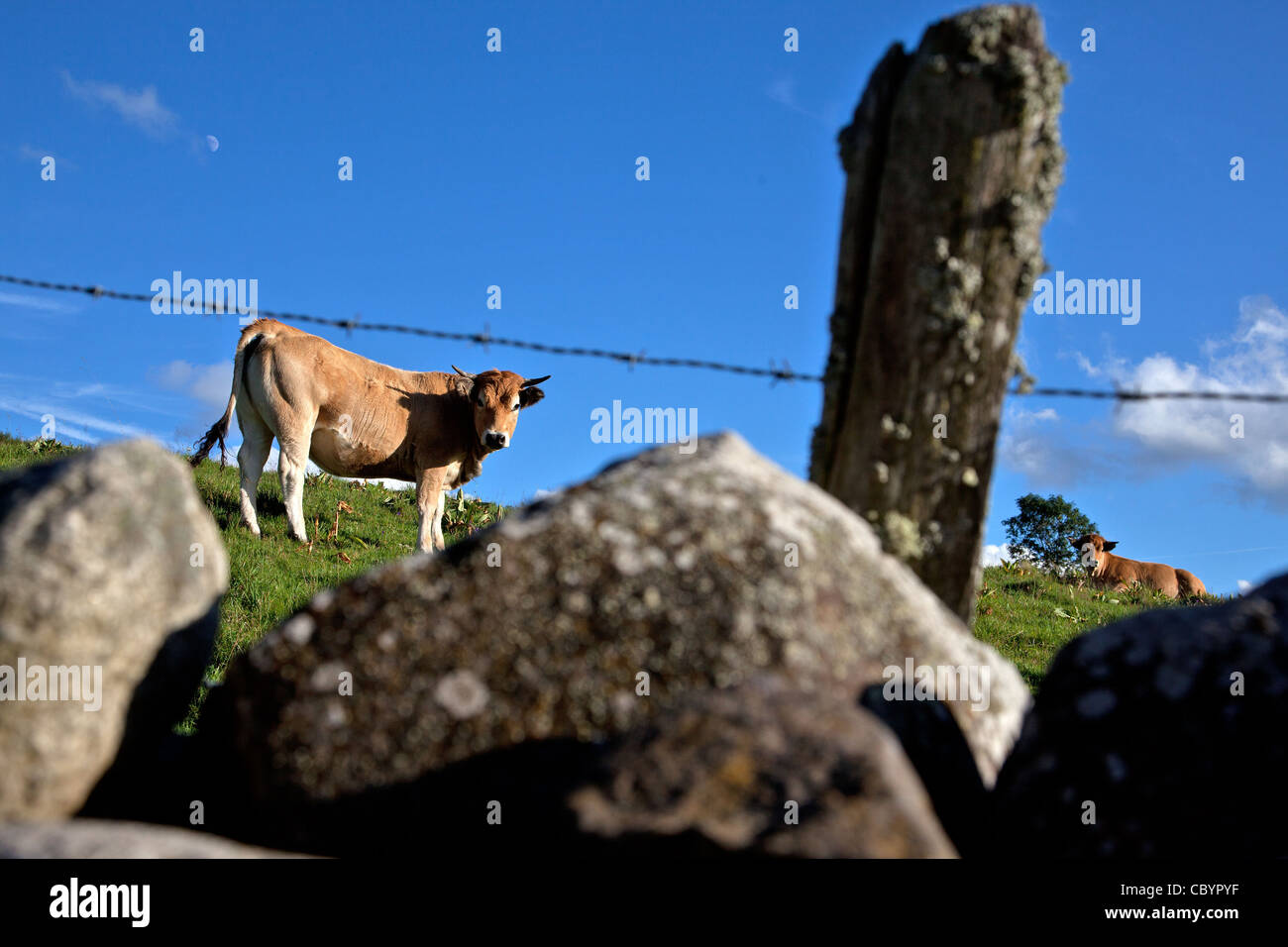 AUBRAC COWS IN A MEADOW ENCLOSED BY LOW STONE WALLS, NASBINALS, LOZERE ...