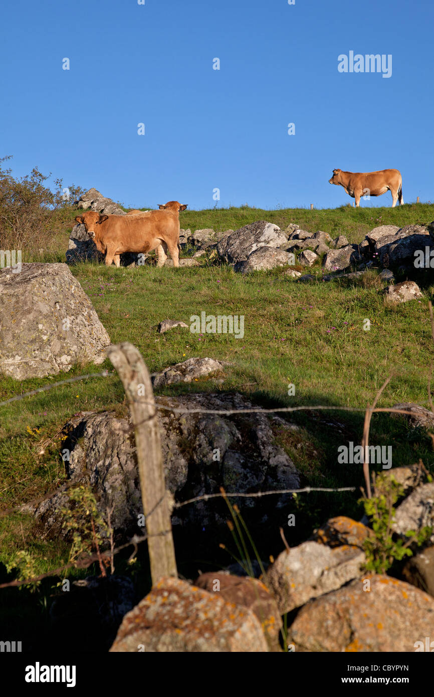 Aubrac cattle aubrac lozere france hi-res stock photography and images ...