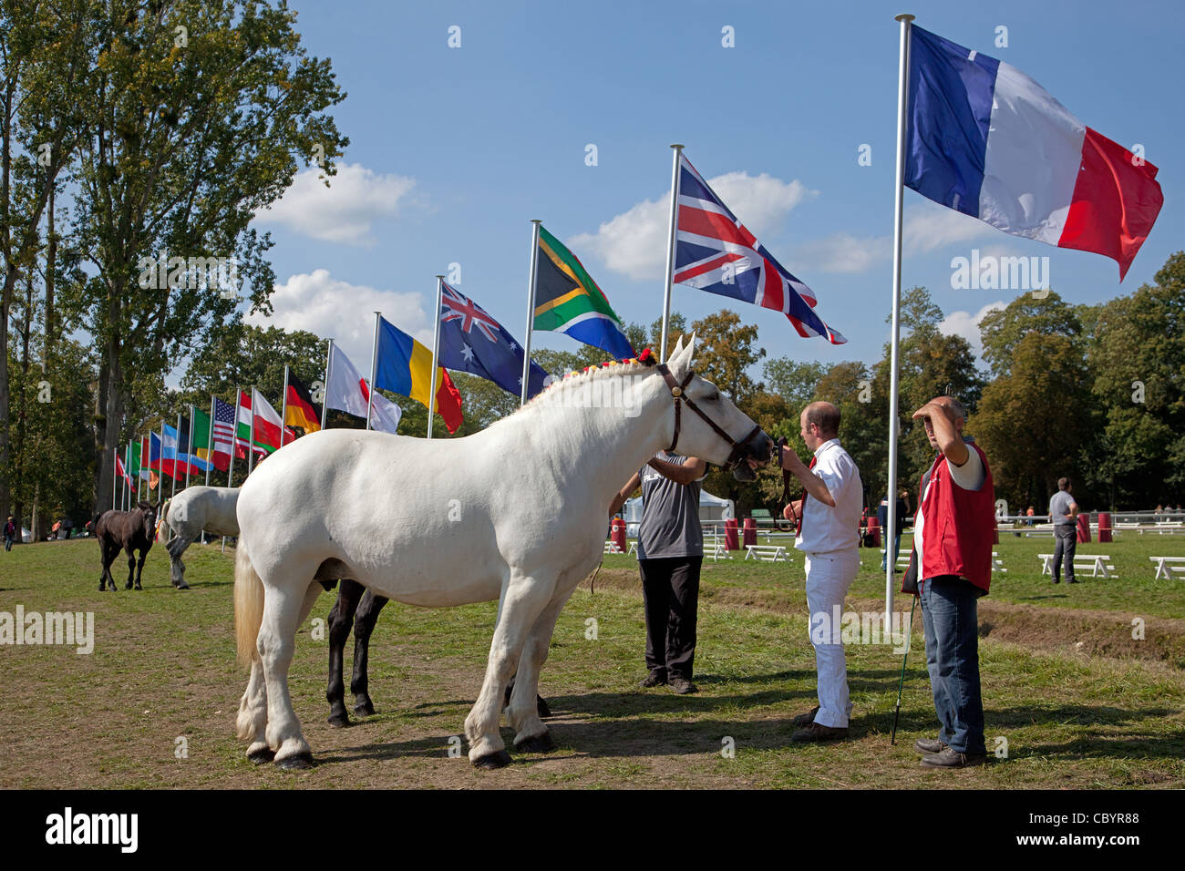 Percheron competition hi-res stock photography and images - Alamy