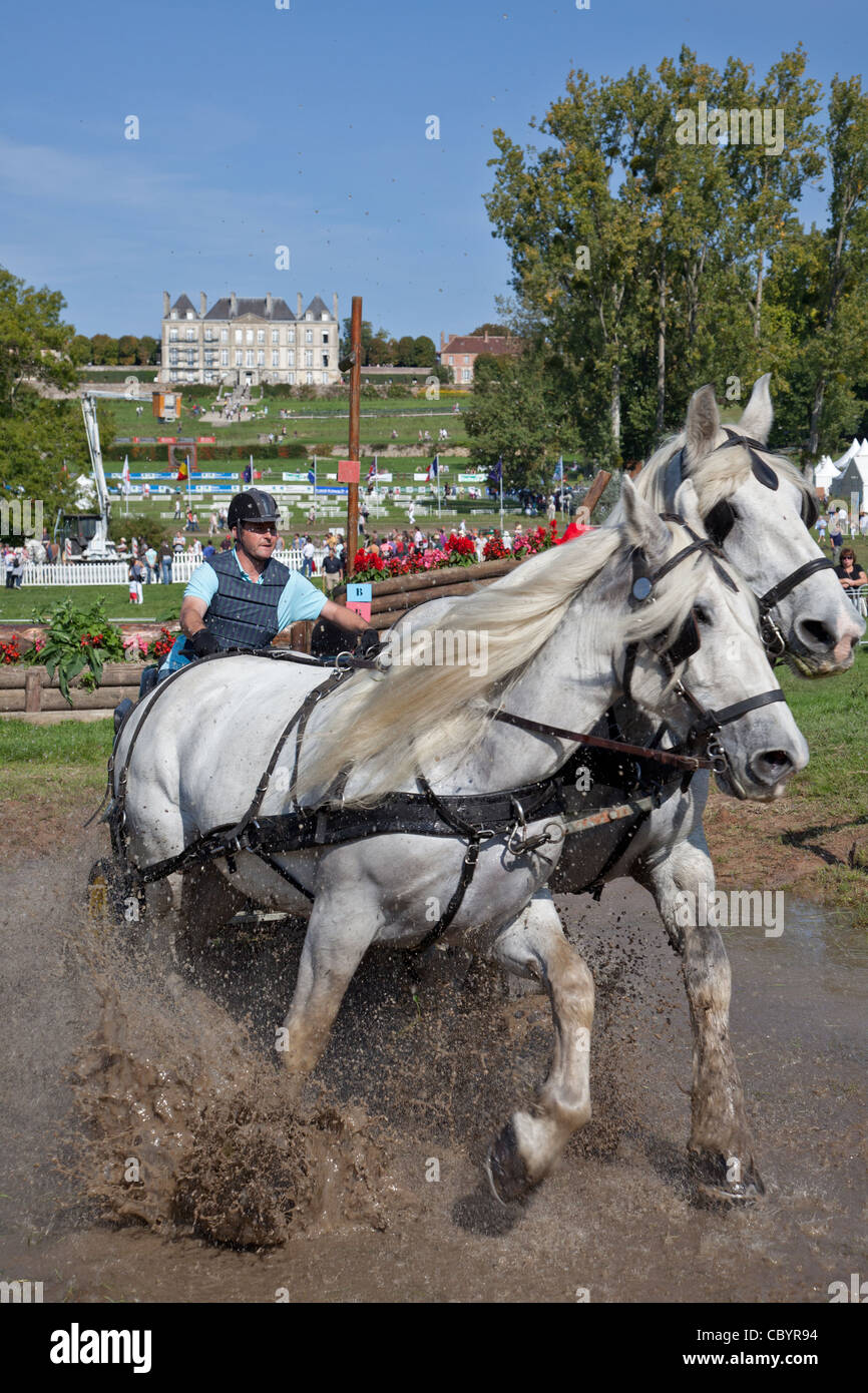 Percheron competition hi-res stock photography and images - Alamy