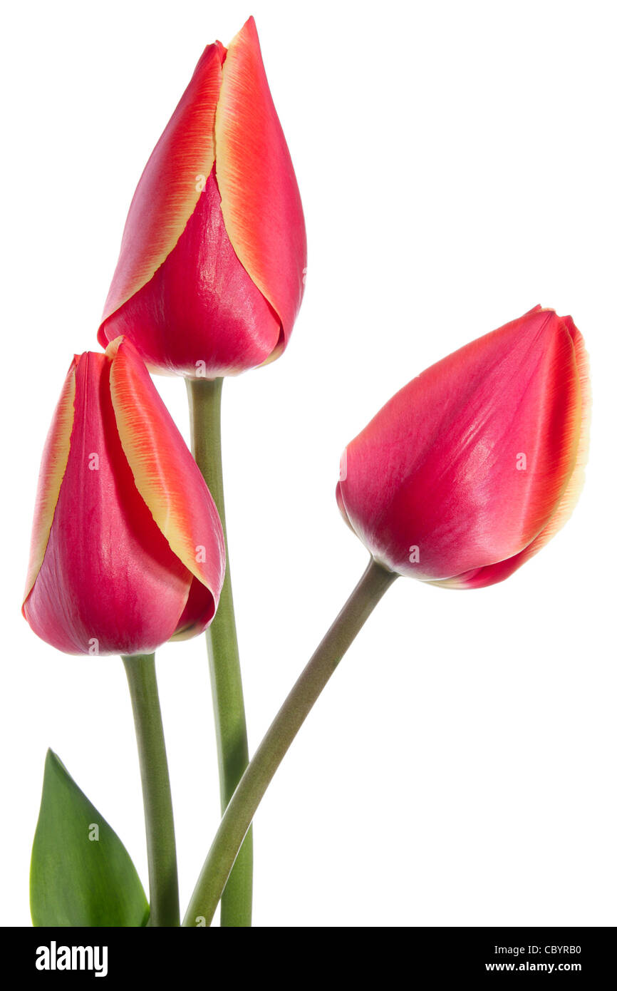 Beautiful three tulips on a white background Stock Photo - Alamy