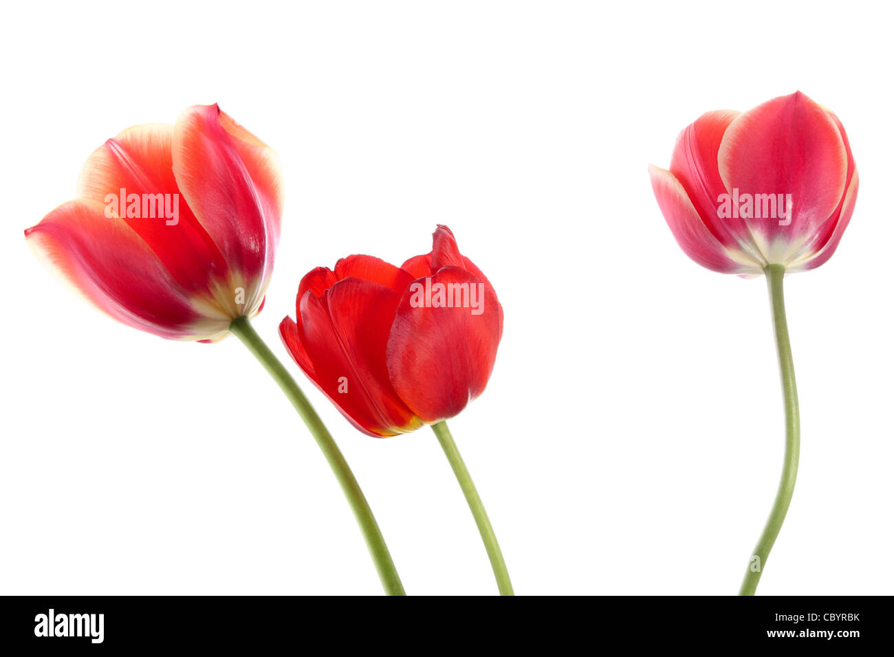 Three tulips isolated on white Stock Photo - Alamy
