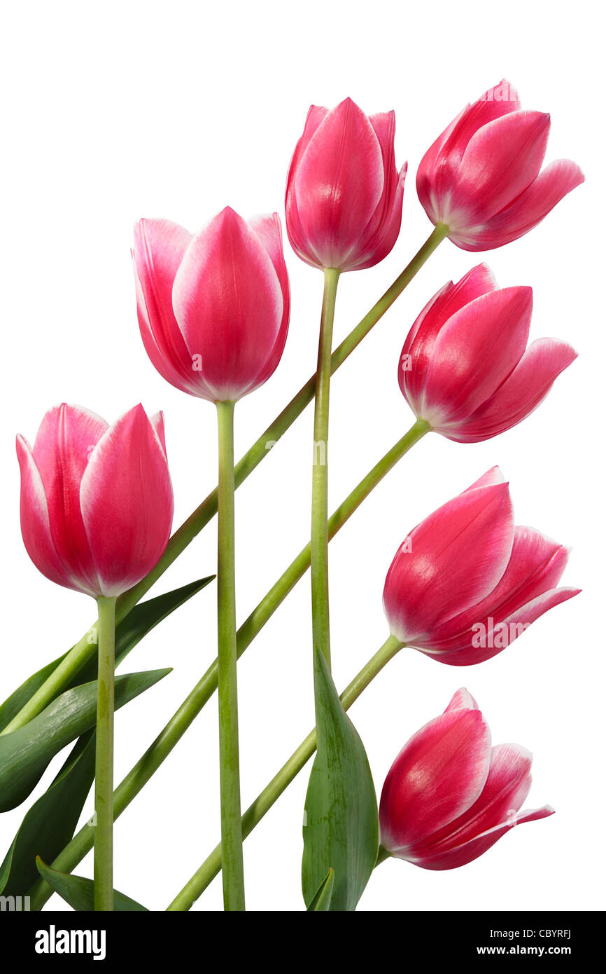 Tulip pink diamond hi-res stock photography and images - Alamy