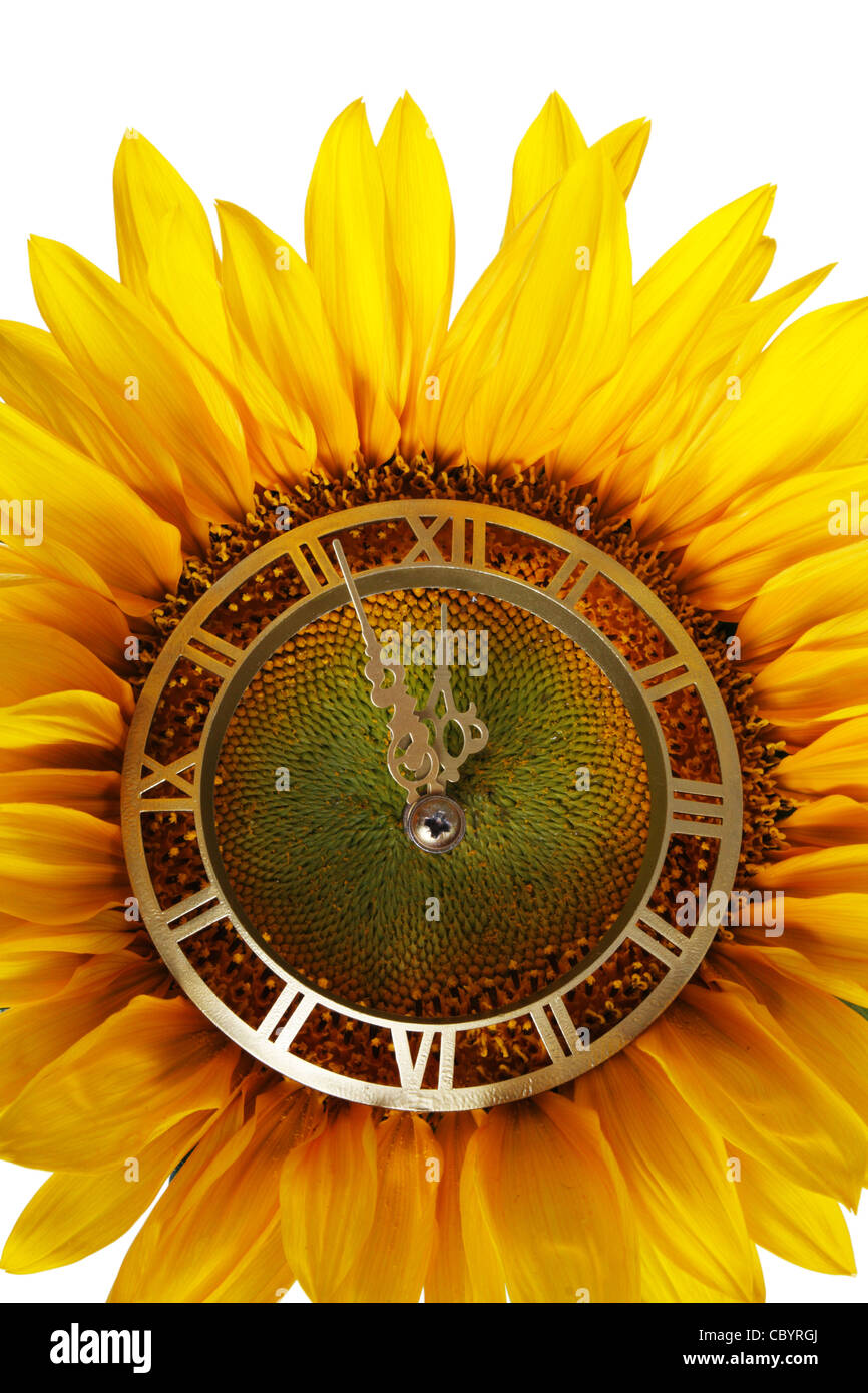 Sunflower with clock Stock Photo - Alamy