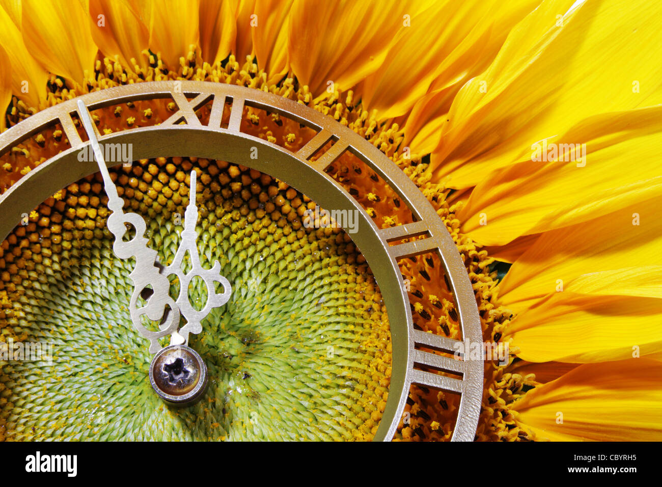 Sunflower-clock indicative on approach of noontime Stock Photo - Alamy