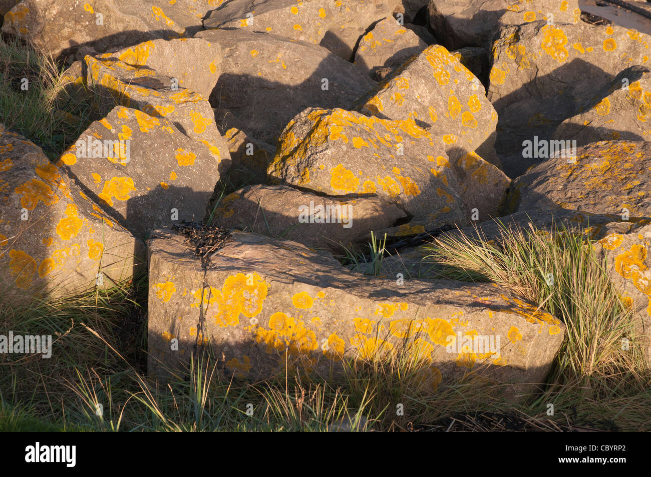 Rocks covered in yellow moss on river bank Stock Photo - Alamy