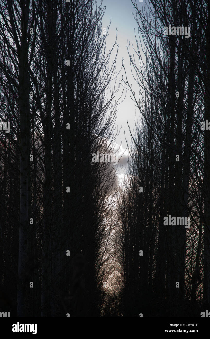 Poplar trees in winter hi-res stock photography and images - Alamy