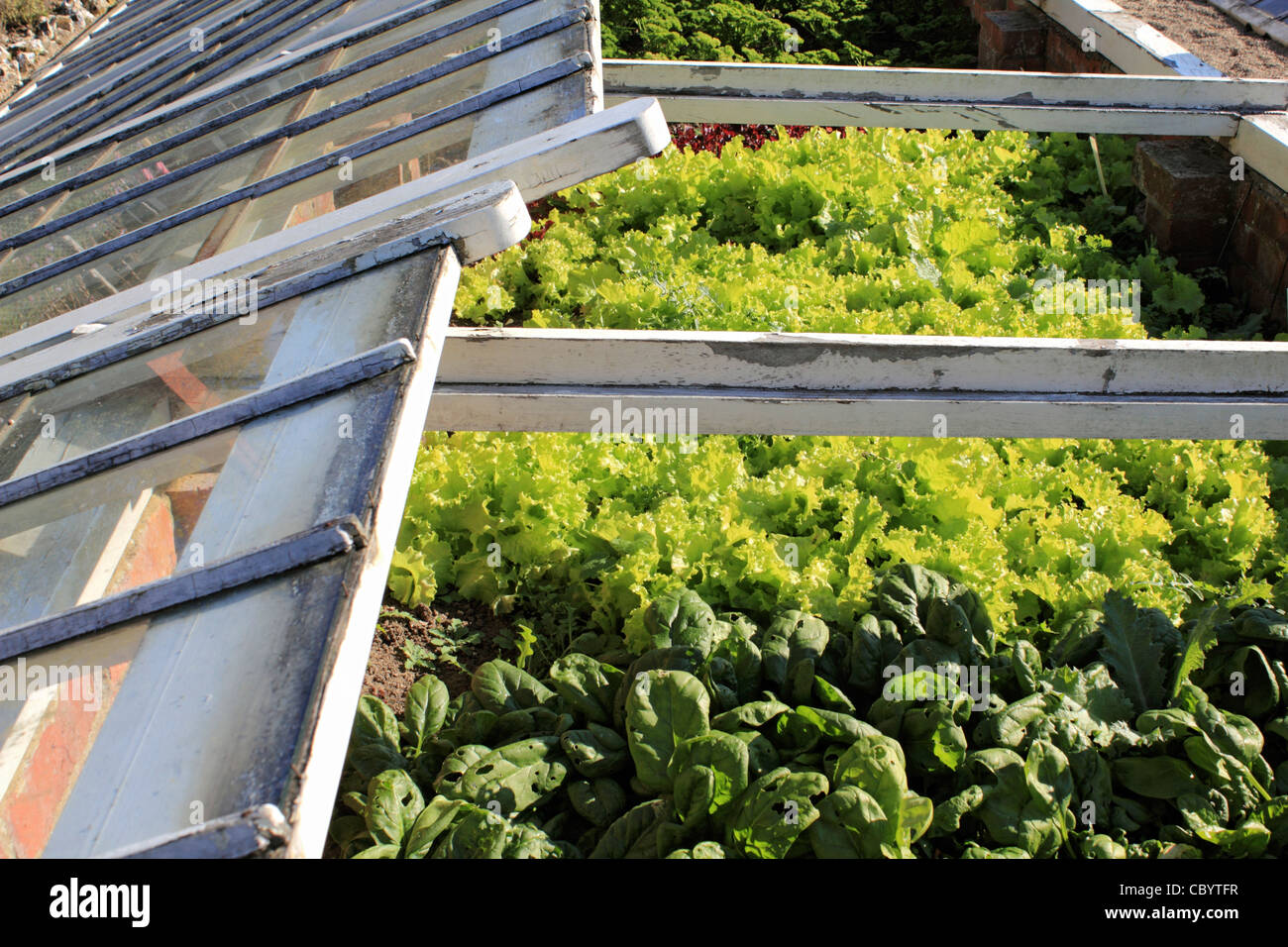 Brick and glass cold frame in country garden, Surrey England UK Stock ...
