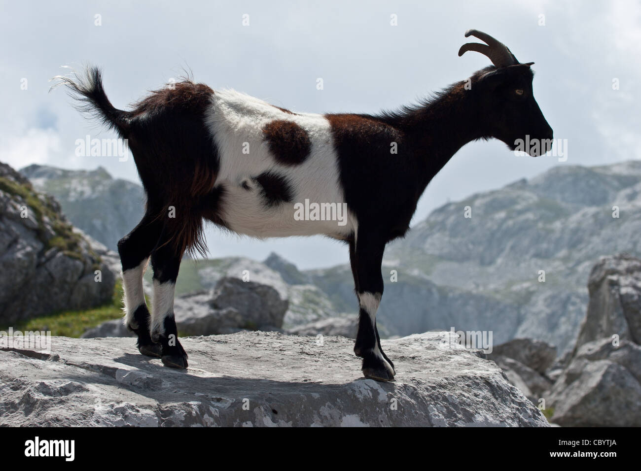 goat in a rock, in mountain landscape with blur backgroup Stock Photo ...