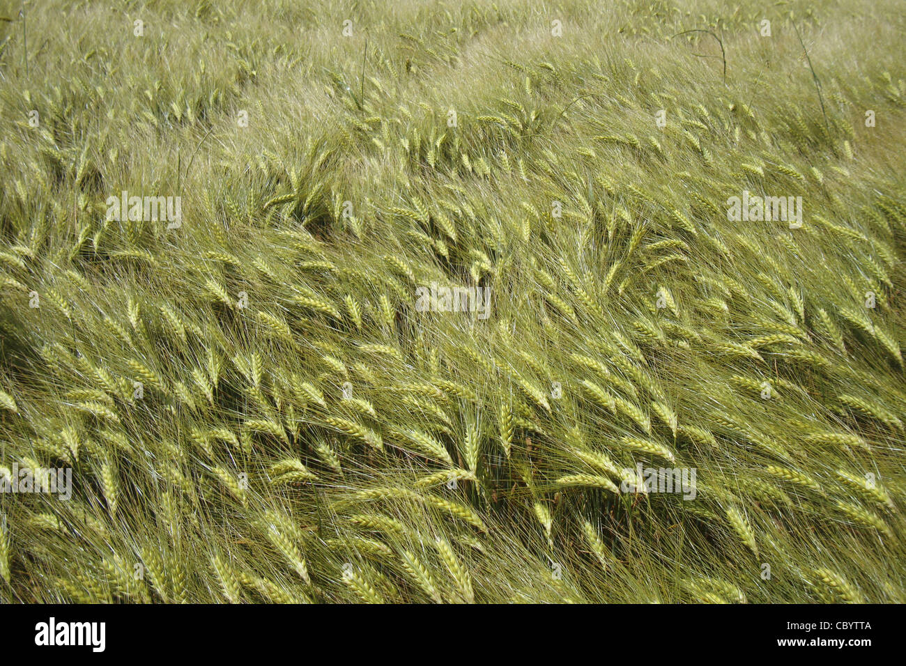 WHEAT STALKS IN A FIELD FLATTENED BY THE WIND Stock Photo - Alamy