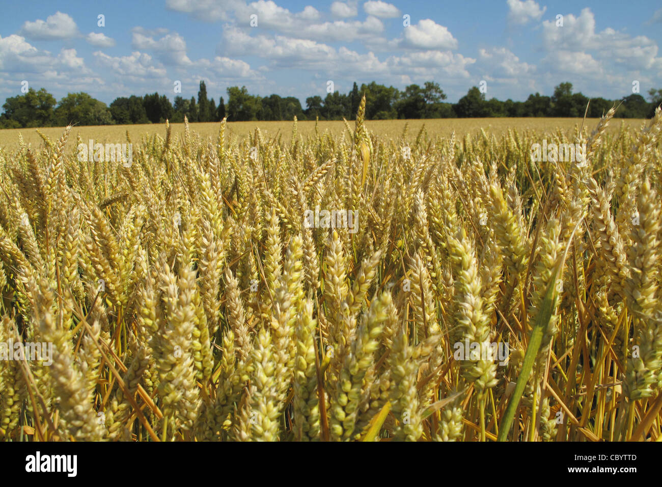 READY TO HARVEST WHEAT FIELD Stock Photo - Alamy