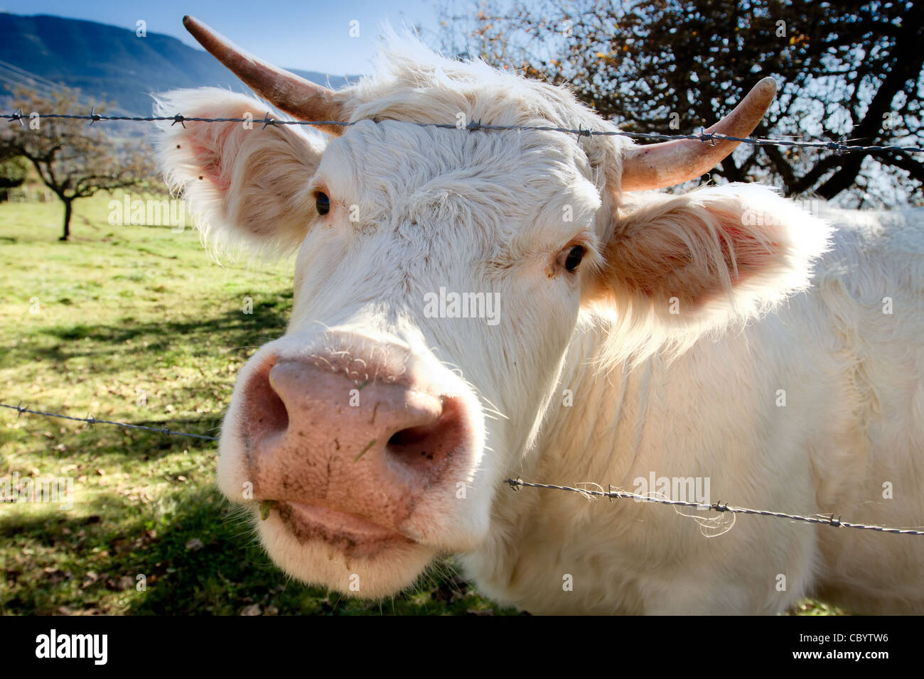 white cow in a meadow with mountain in the background Stock Photo - Alamy