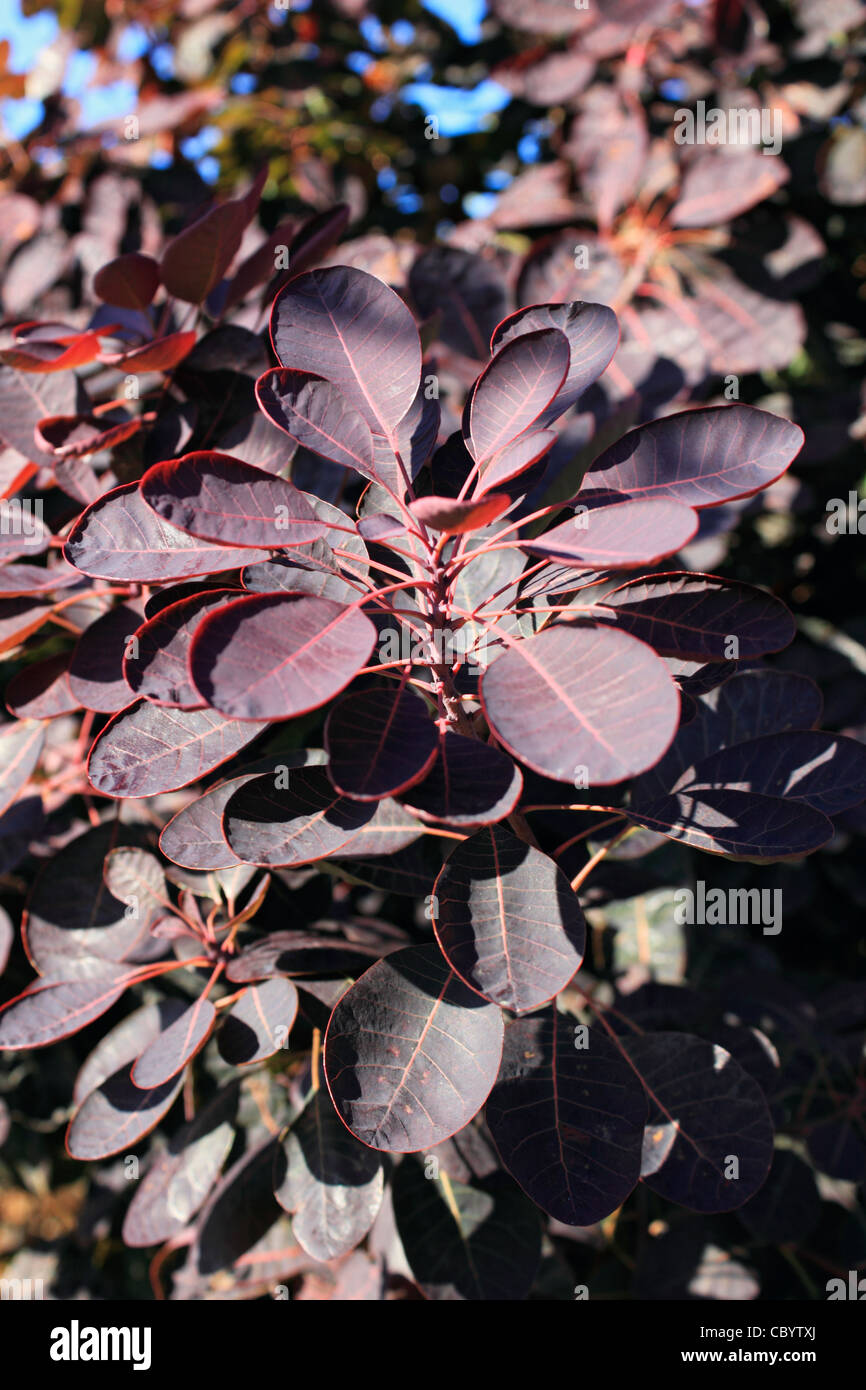 Cotinus coggygria autumn hi-res stock photography and images - Alamy