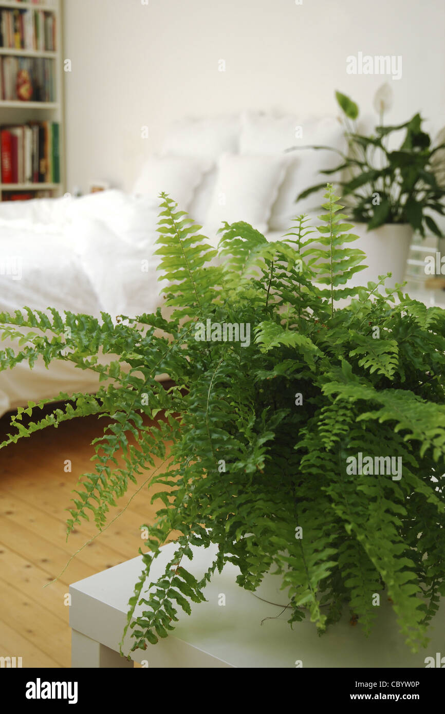 FERN IN A BEDROOM, A CLEANSING PLANT THAT ABSORBS FLOATING TOXIC ...