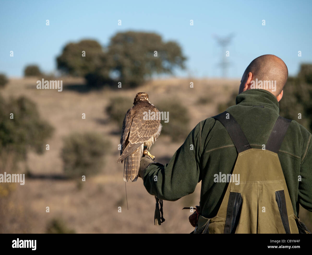 Falconry raptor hi-res stock photography and images - Alamy
