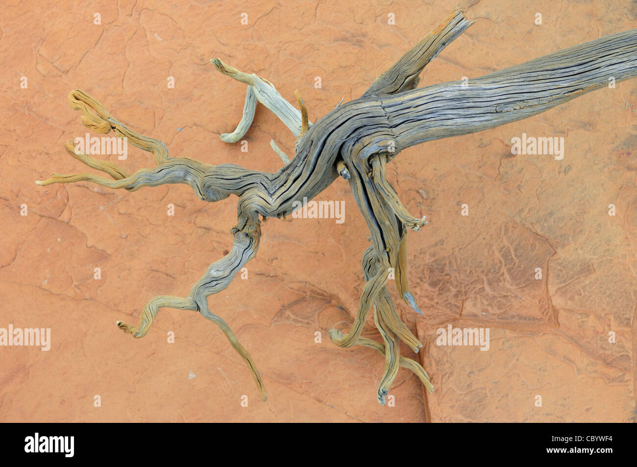 Dead plant hi-res stock photography and images - Alamy
