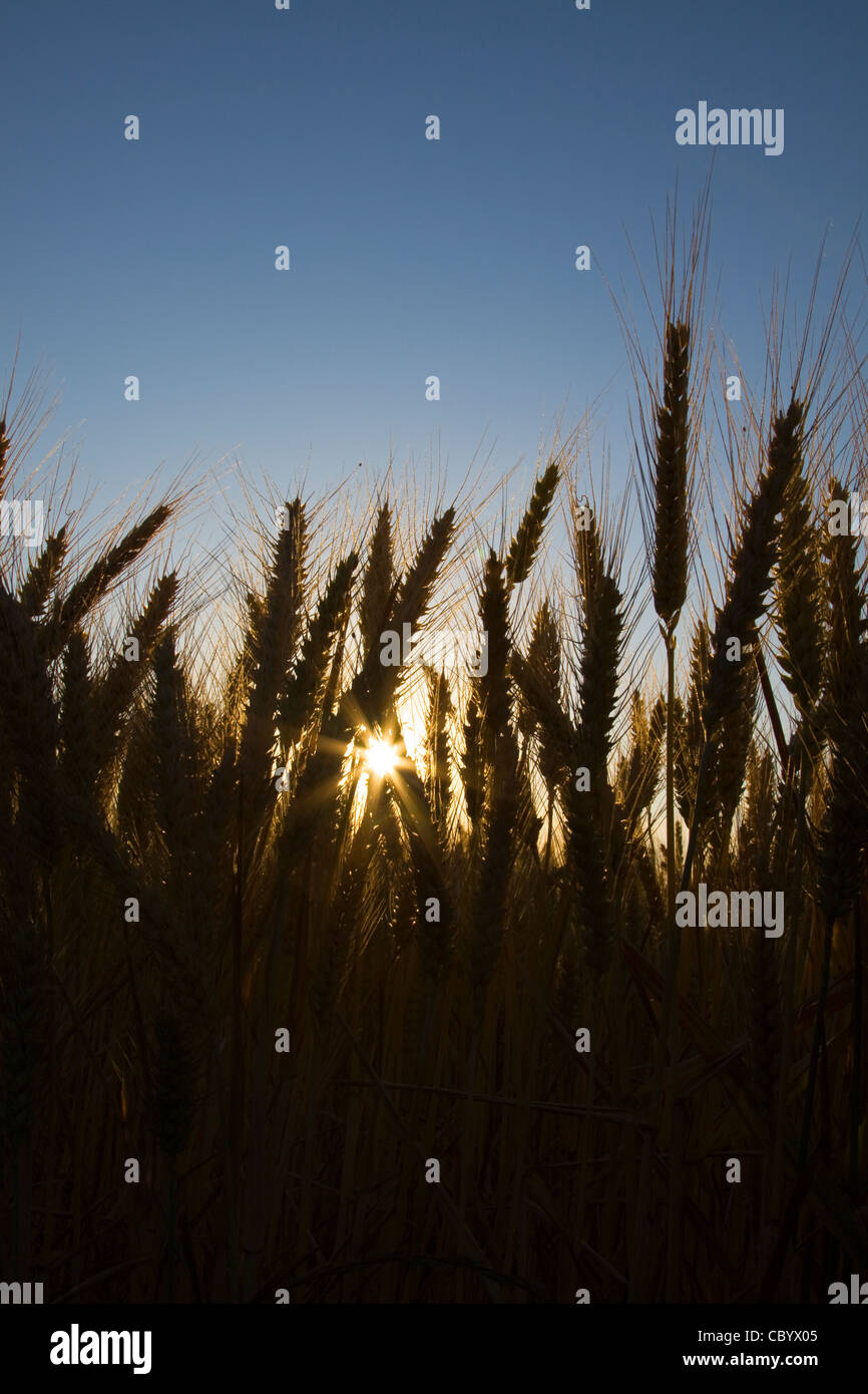 Wheat field at sunrise Stock Photo - Alamy