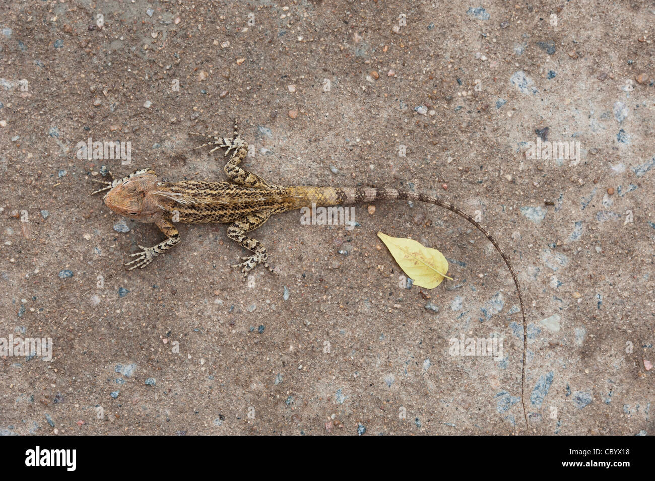 Indian lizard hi-res stock photography and images - Alamy